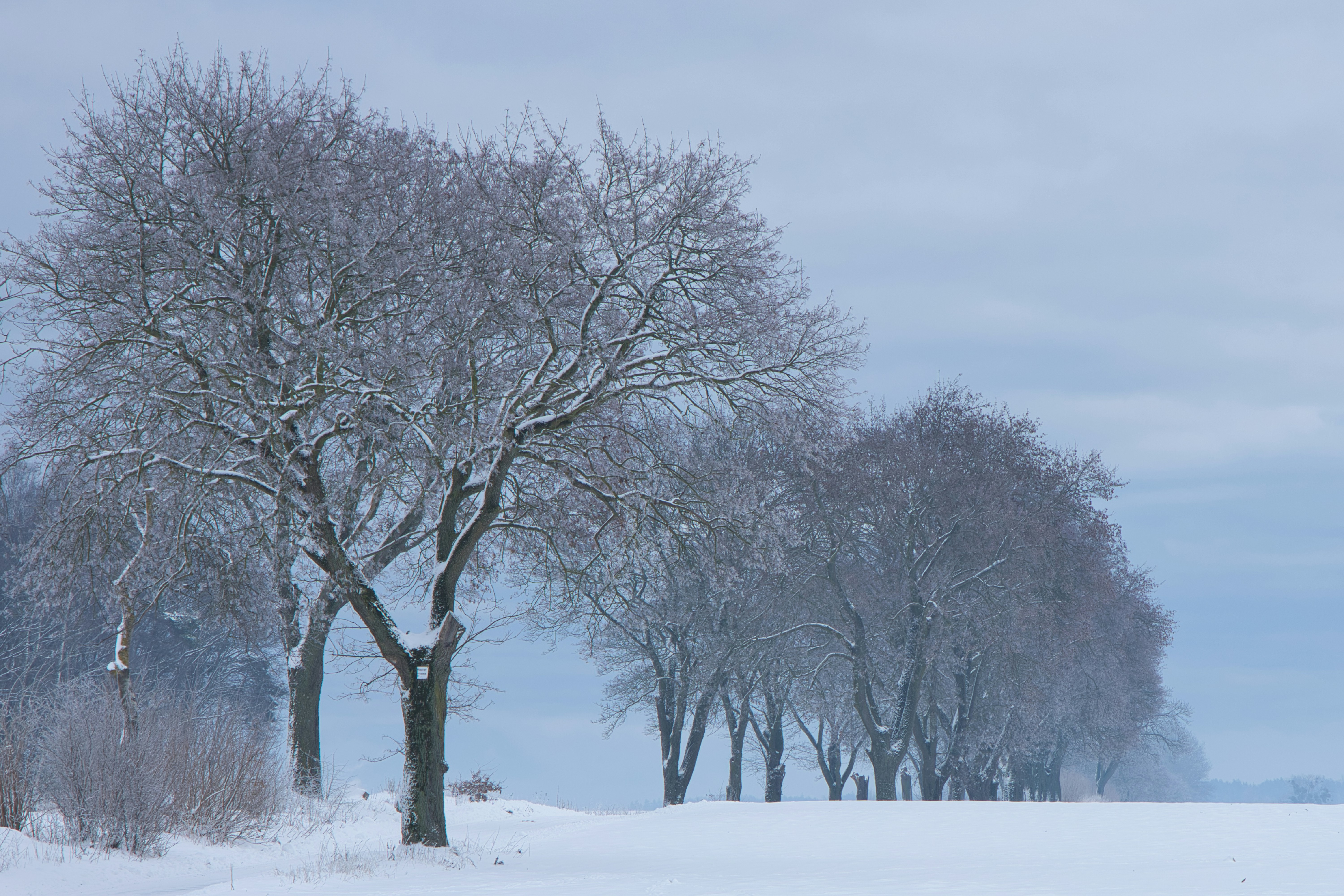 A snow covered field with trees in the background photo – Free Winter ...