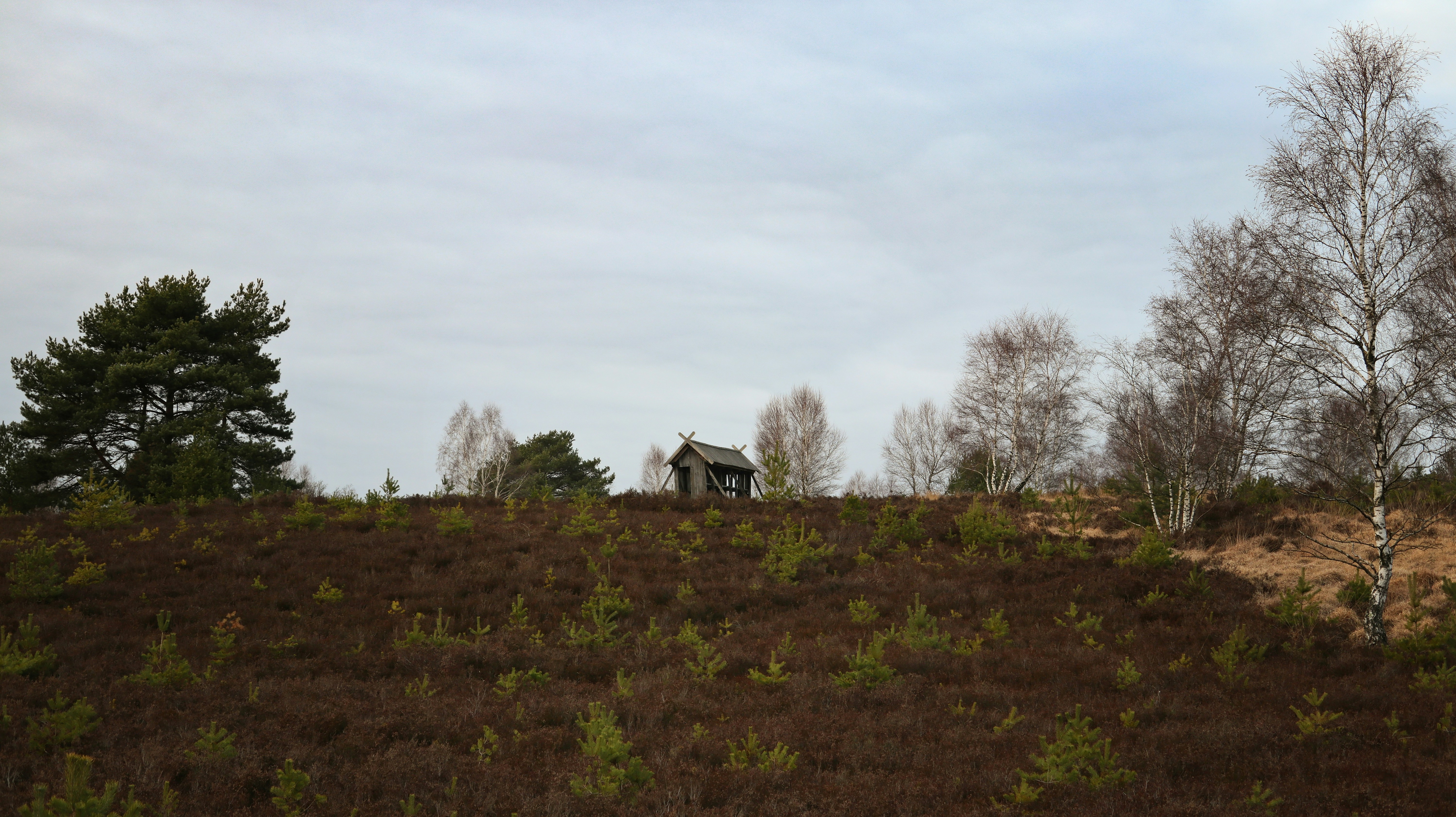 Solitary Hut on a Wind-Hedged Heath Beneath a Quiet Sky