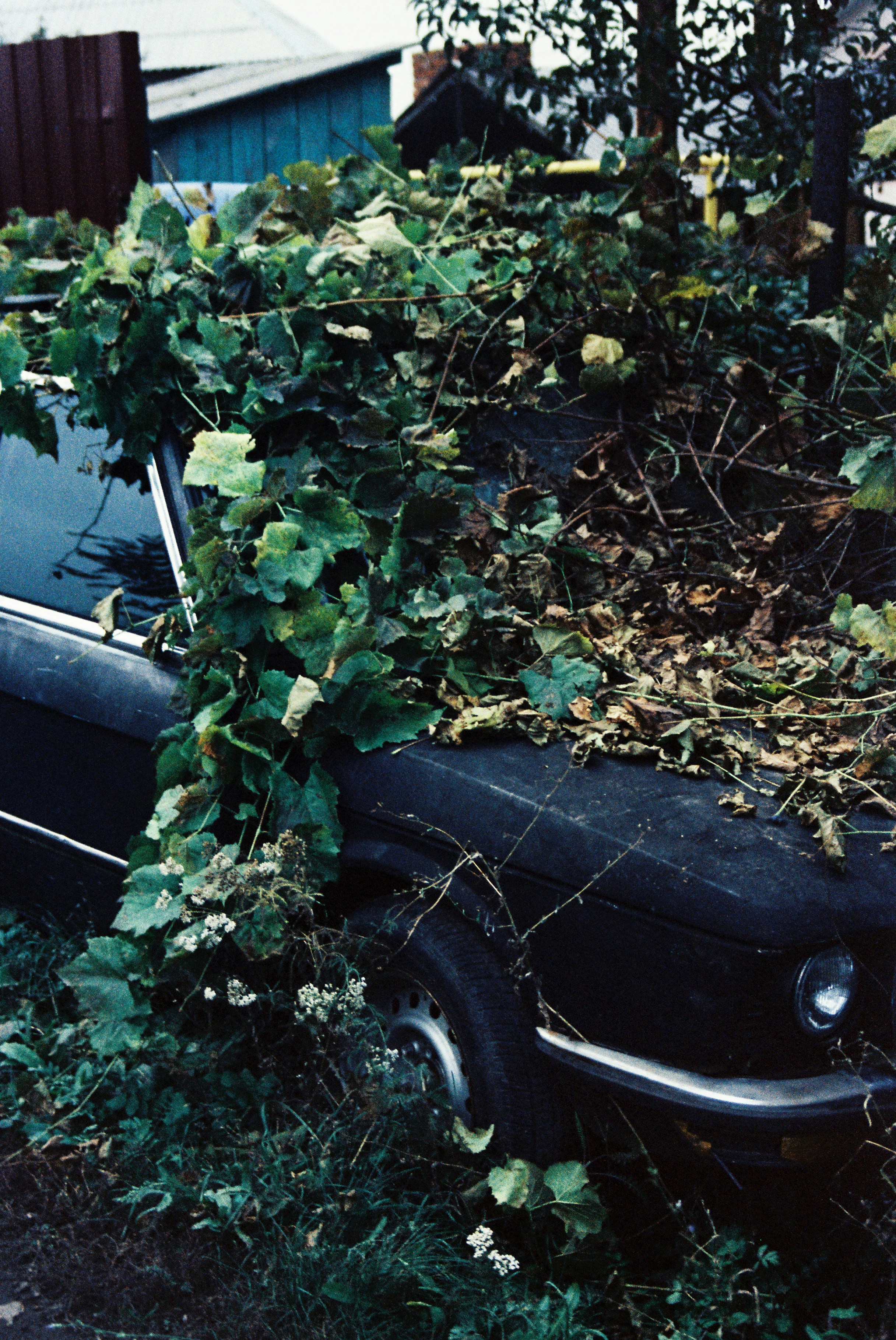 An old car covered in vines and vines photo – Free Vegetation Image on ...