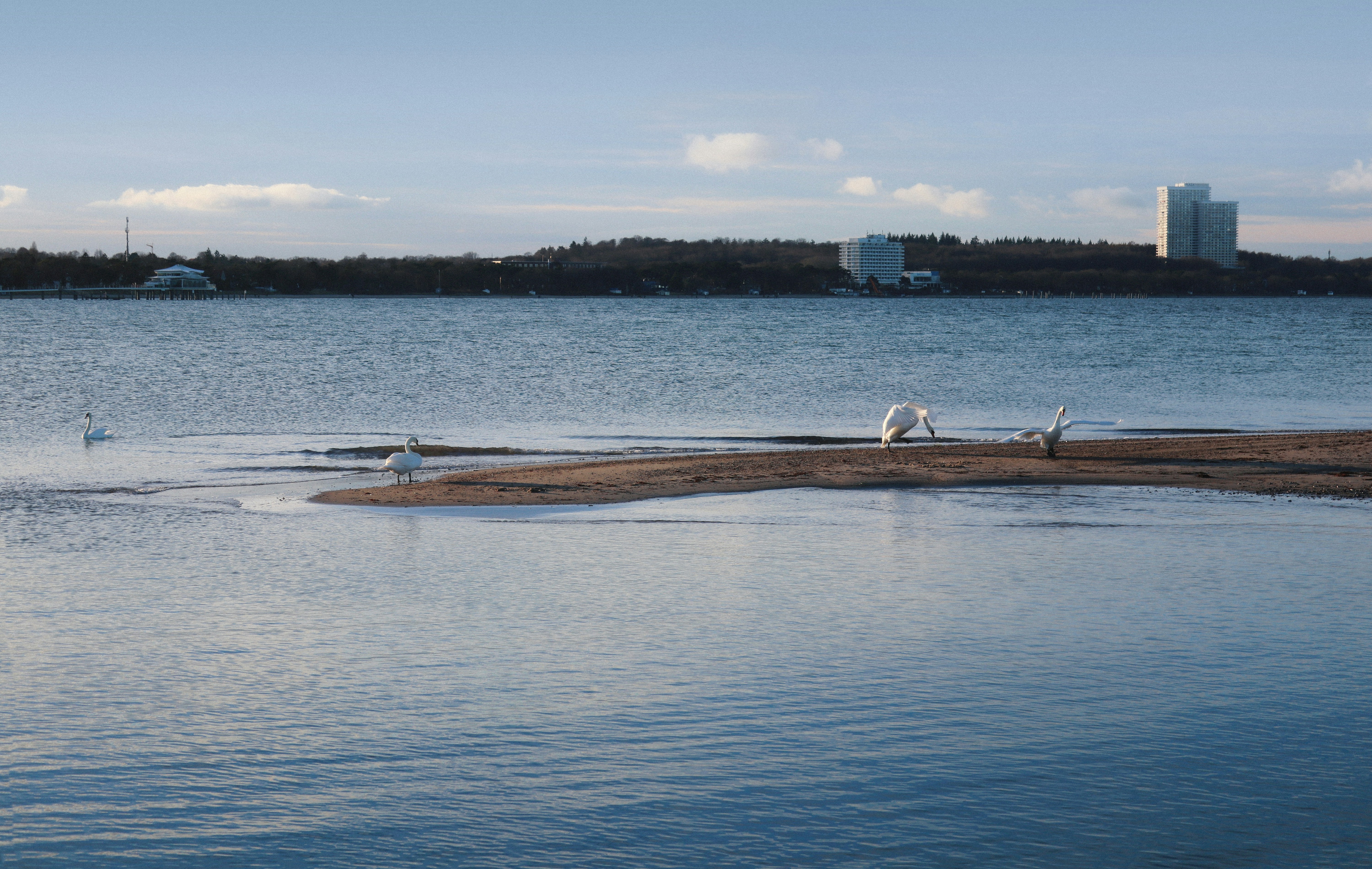 Seagulls on a Quiet Sandbar: Dawn over a Calm Harbor