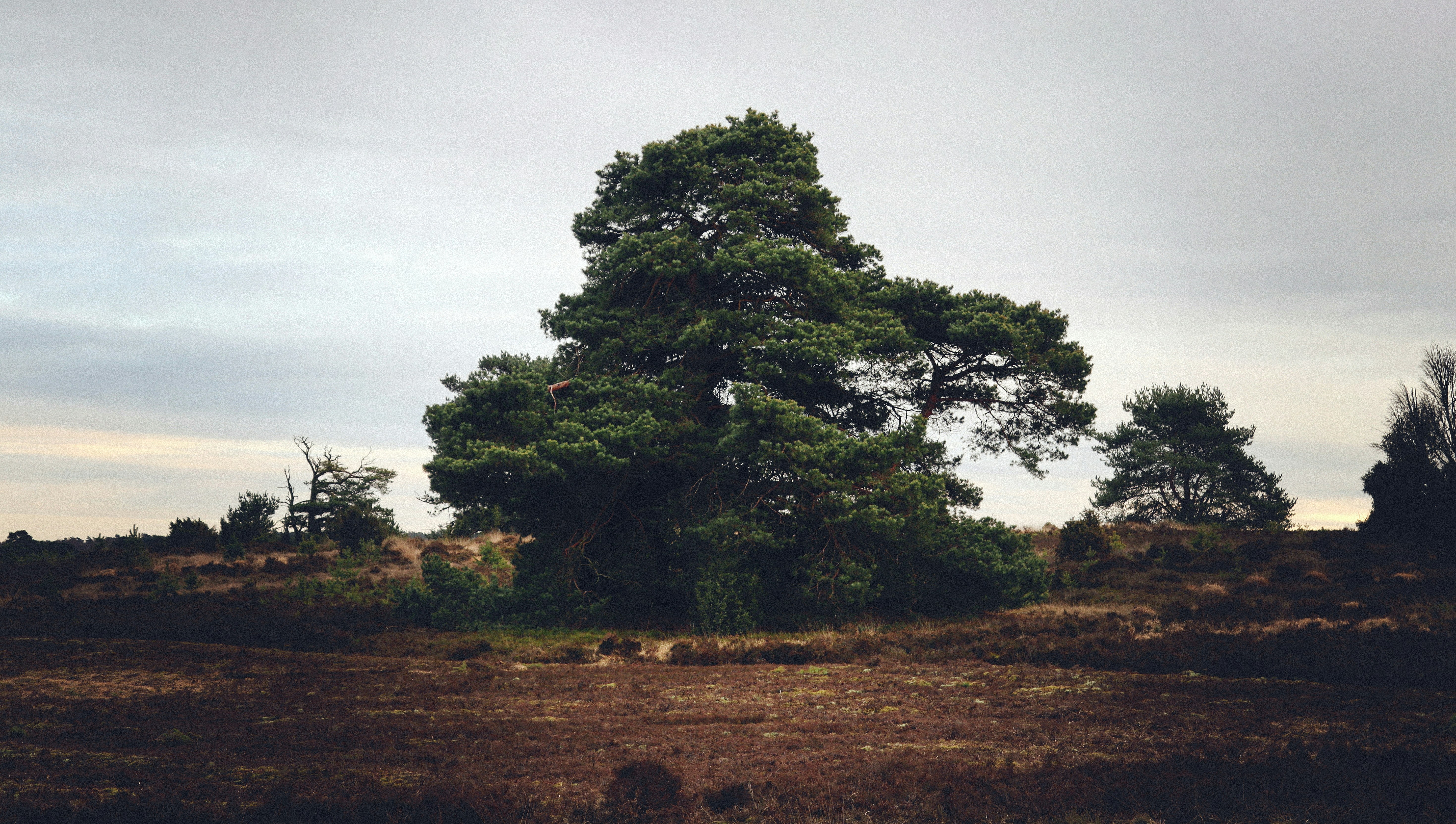 A majestic tree stands alone in a serene moor landscape, surrounded by sparse vegetation under a cloudy sky.
