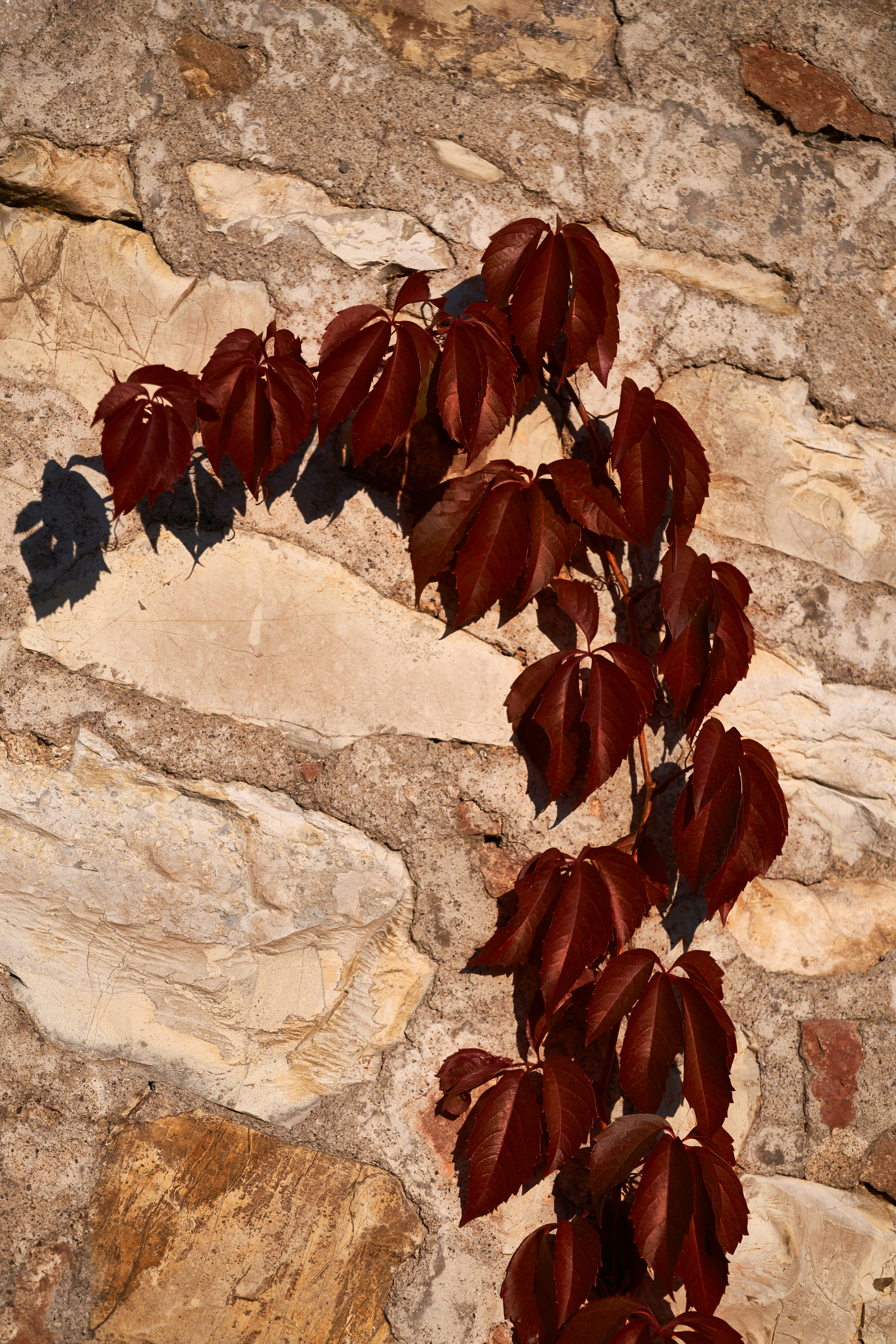 Crimson Ivy Ascends a Sunlit Stone Wall