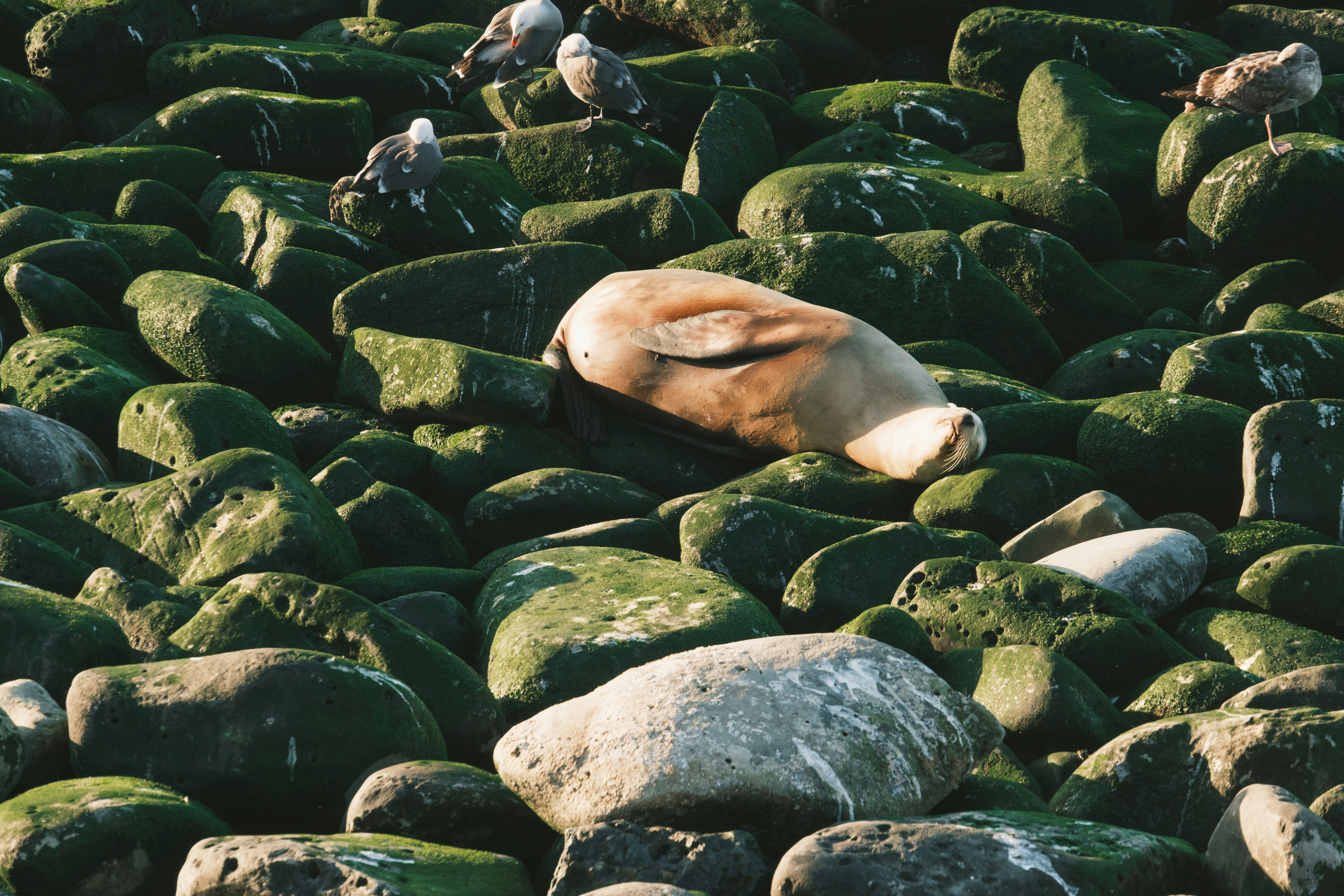 Basking on Mossy Green Stones: A Cream Seal's Quiet Repose