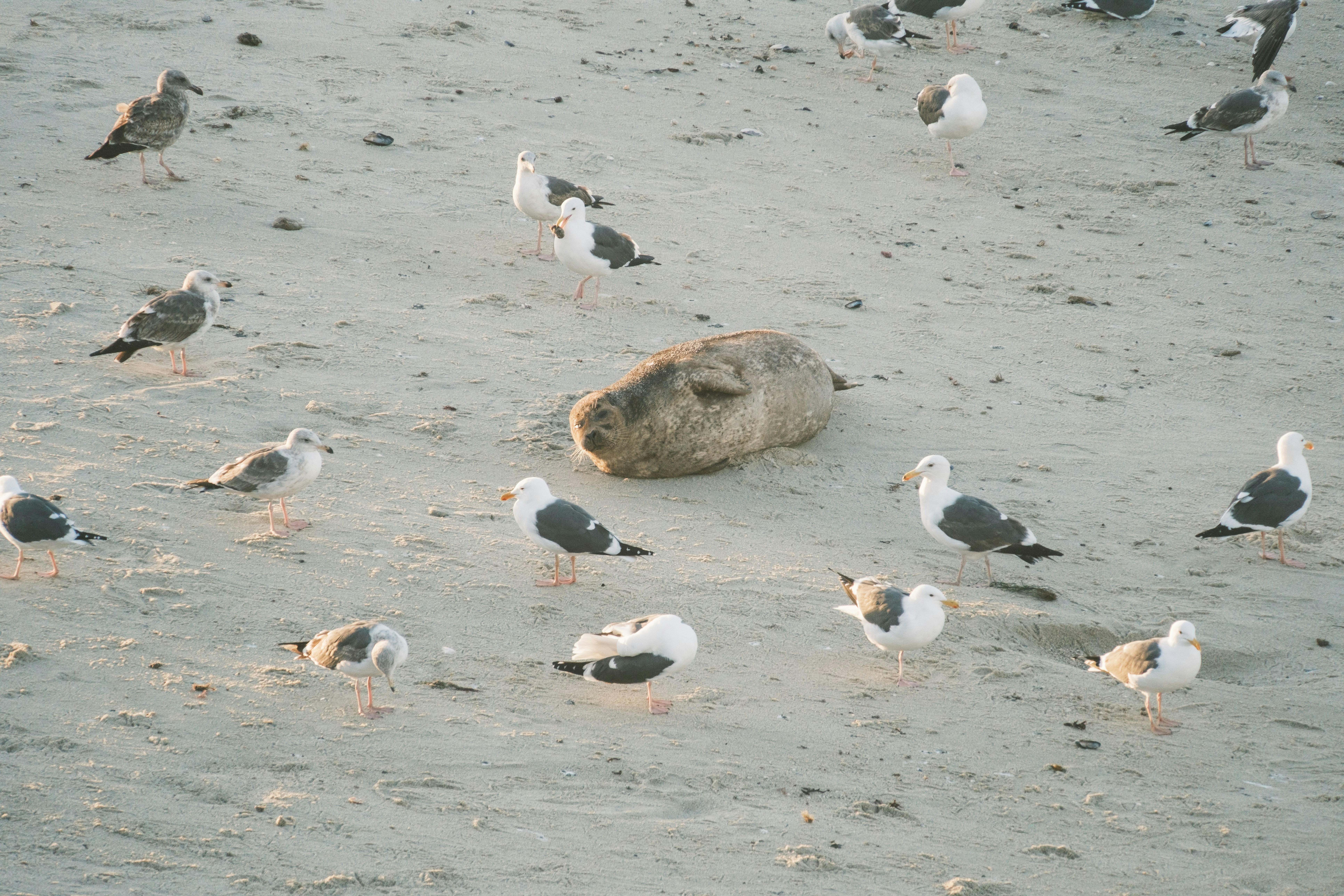 a group of seagulls standing around a rock on the beach