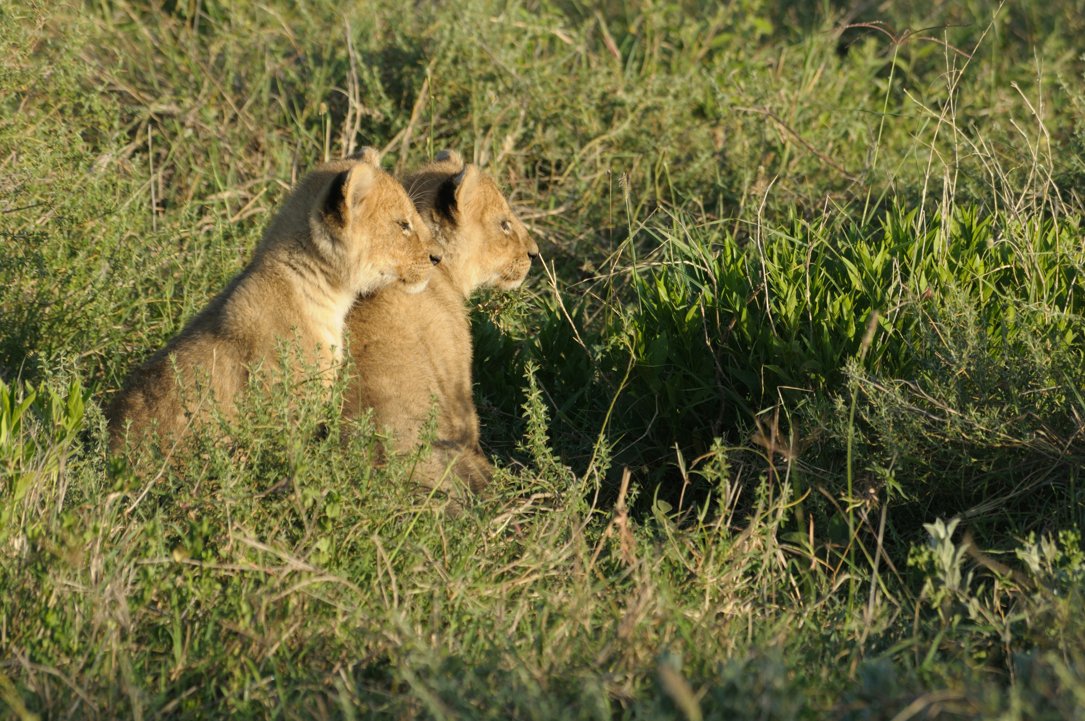 A couple of lions sitting in a lush green field photo – Free Field ...