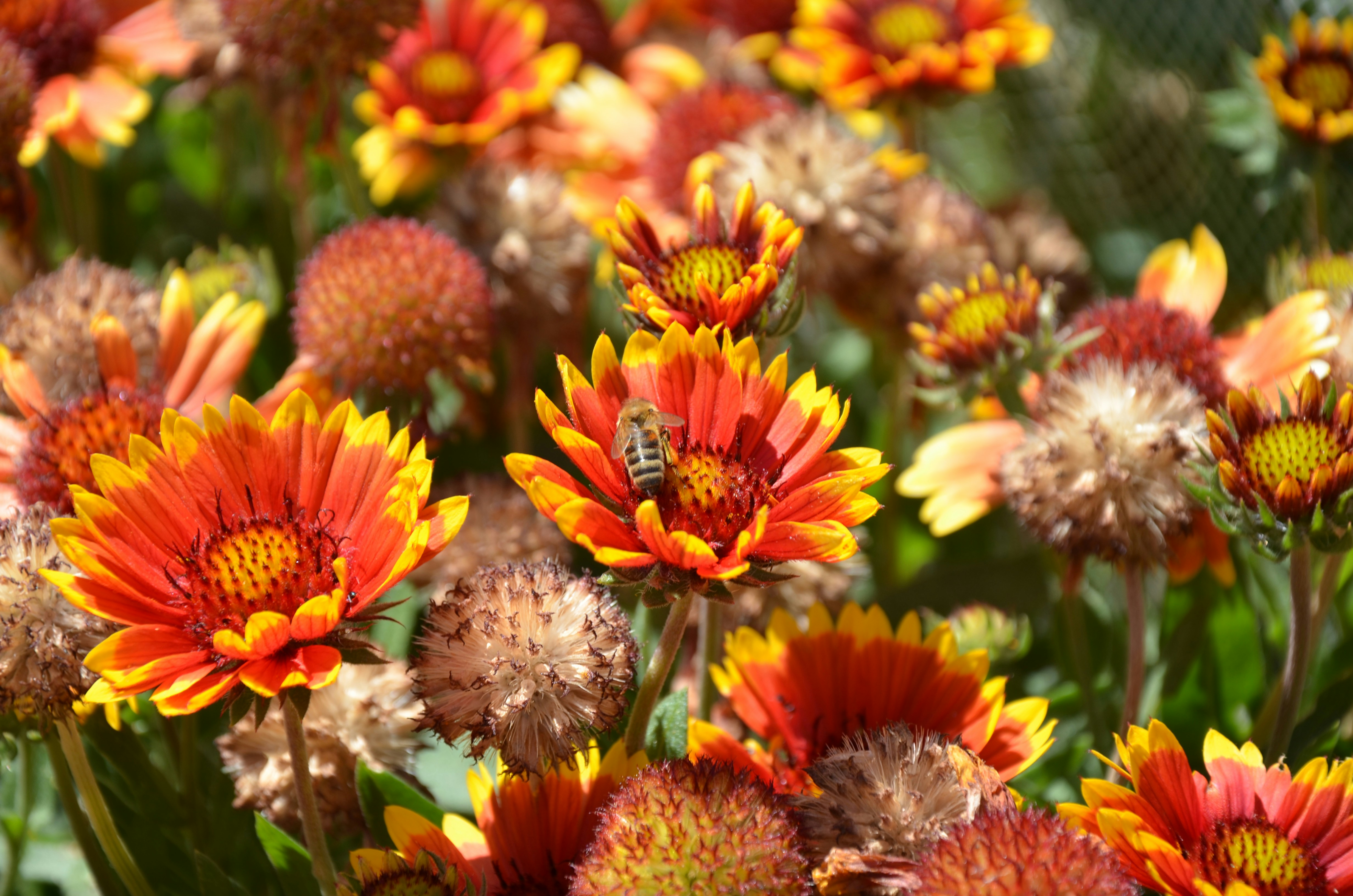 Bee at the Heart of a Fiery Gaillardia Bloom