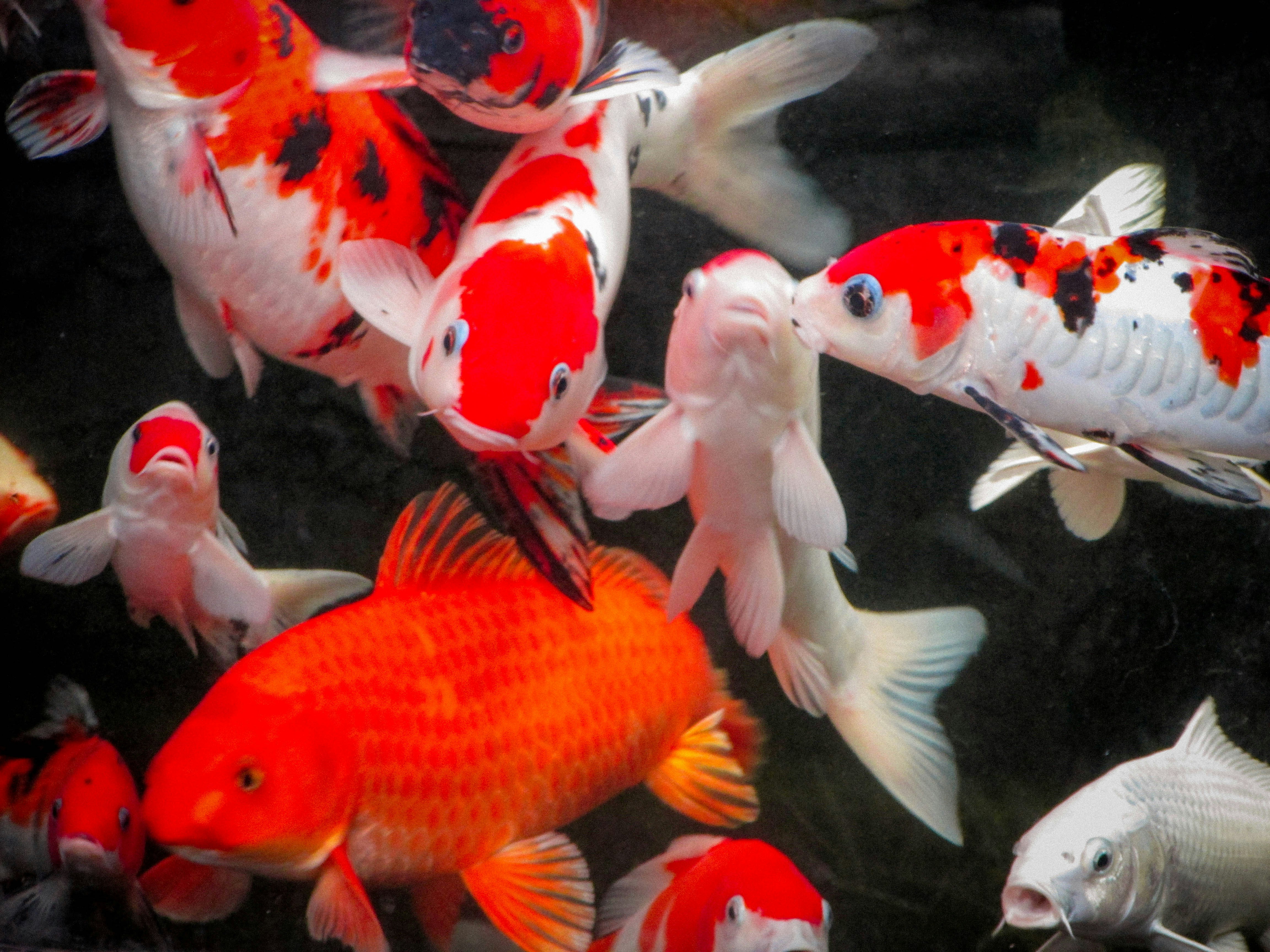 A vibrant assortment of koi fish, showcasing a spectrum of colors including orange, white, and red, swimming gracefully in a serene pond.