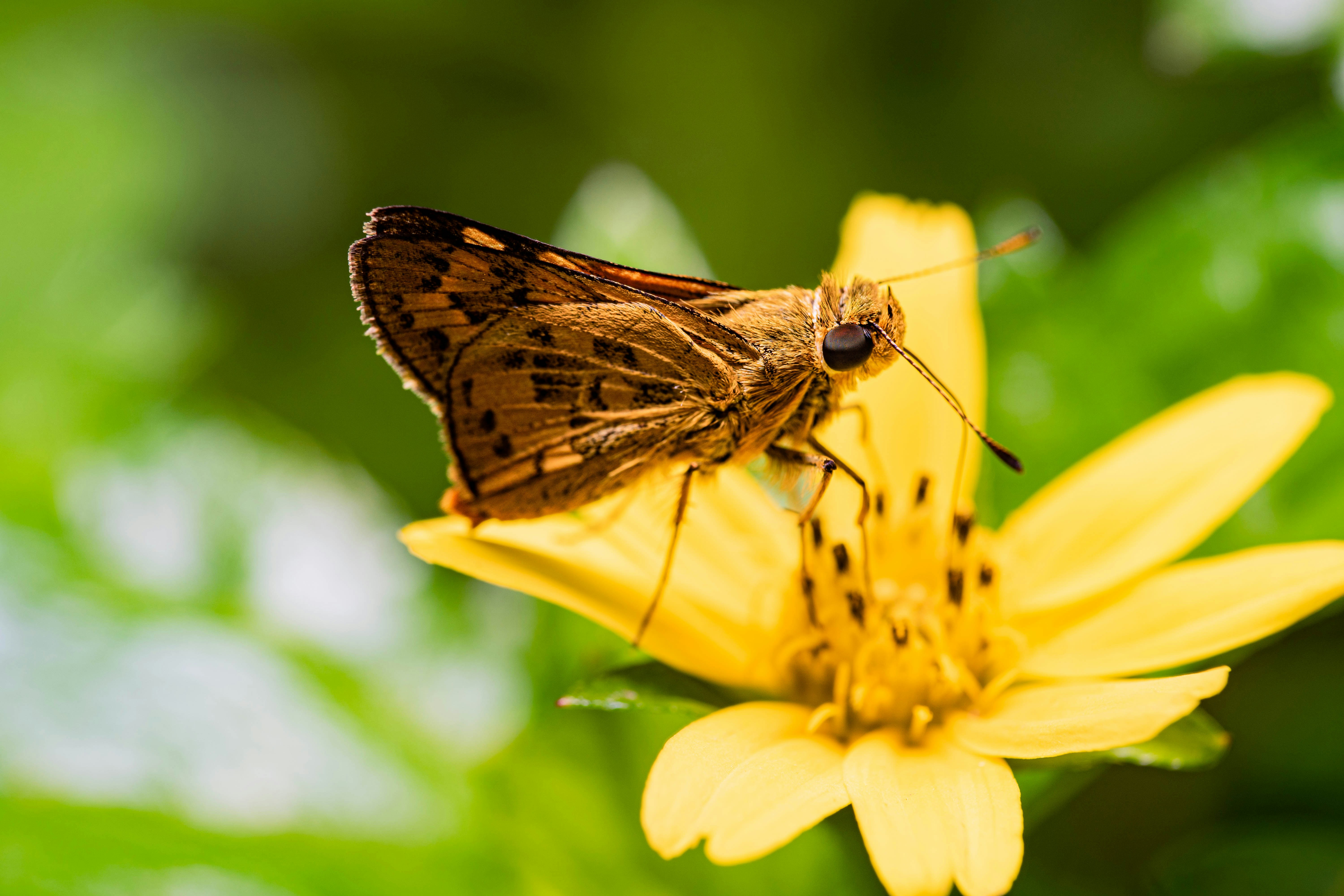 Brown butterfly on a bright yellow flower—focus on delicate wing pattern and garden glow