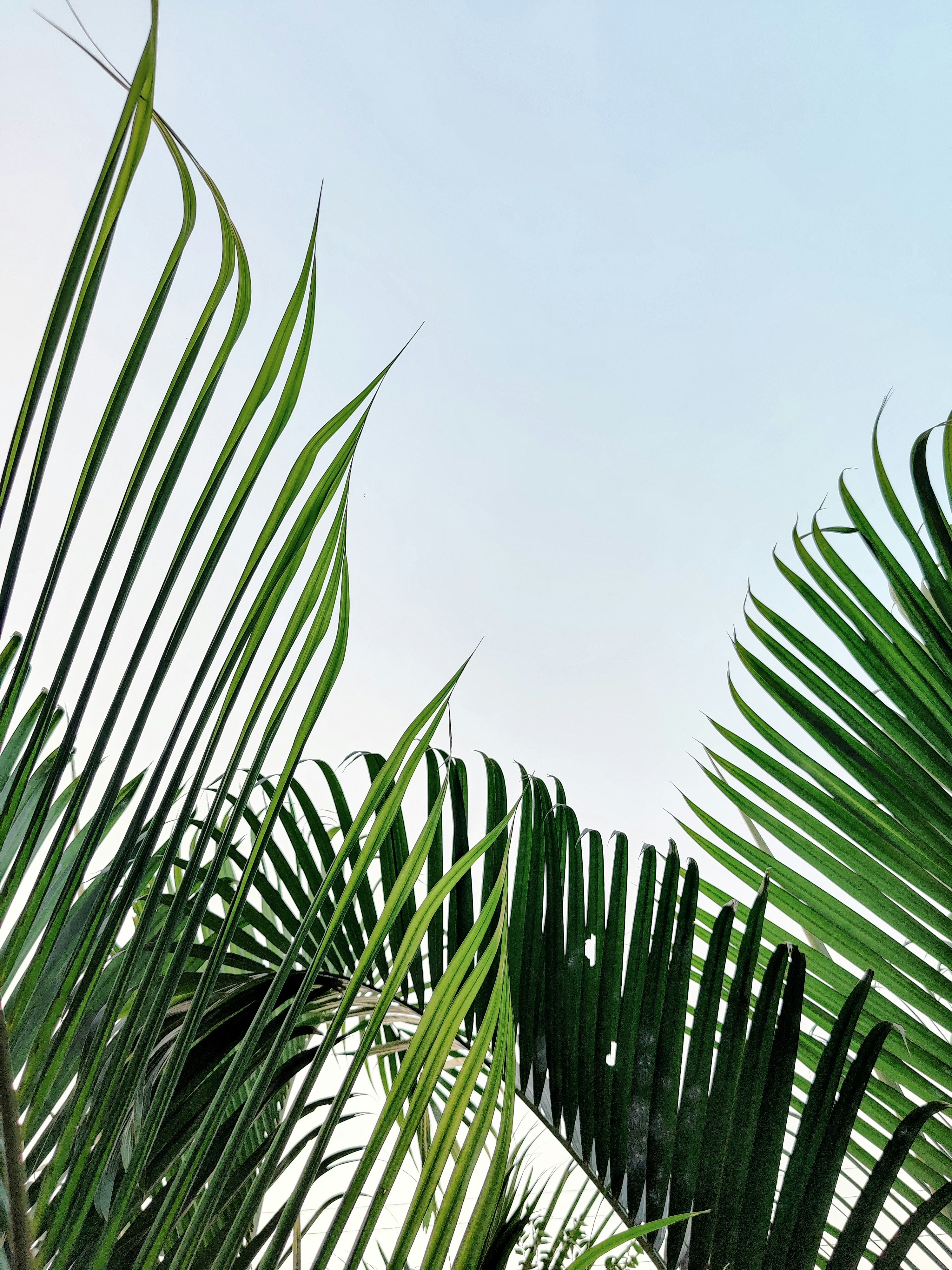 Lush green palm leaves gracefully frame the top of the image, contrasting against a soft blue sky.