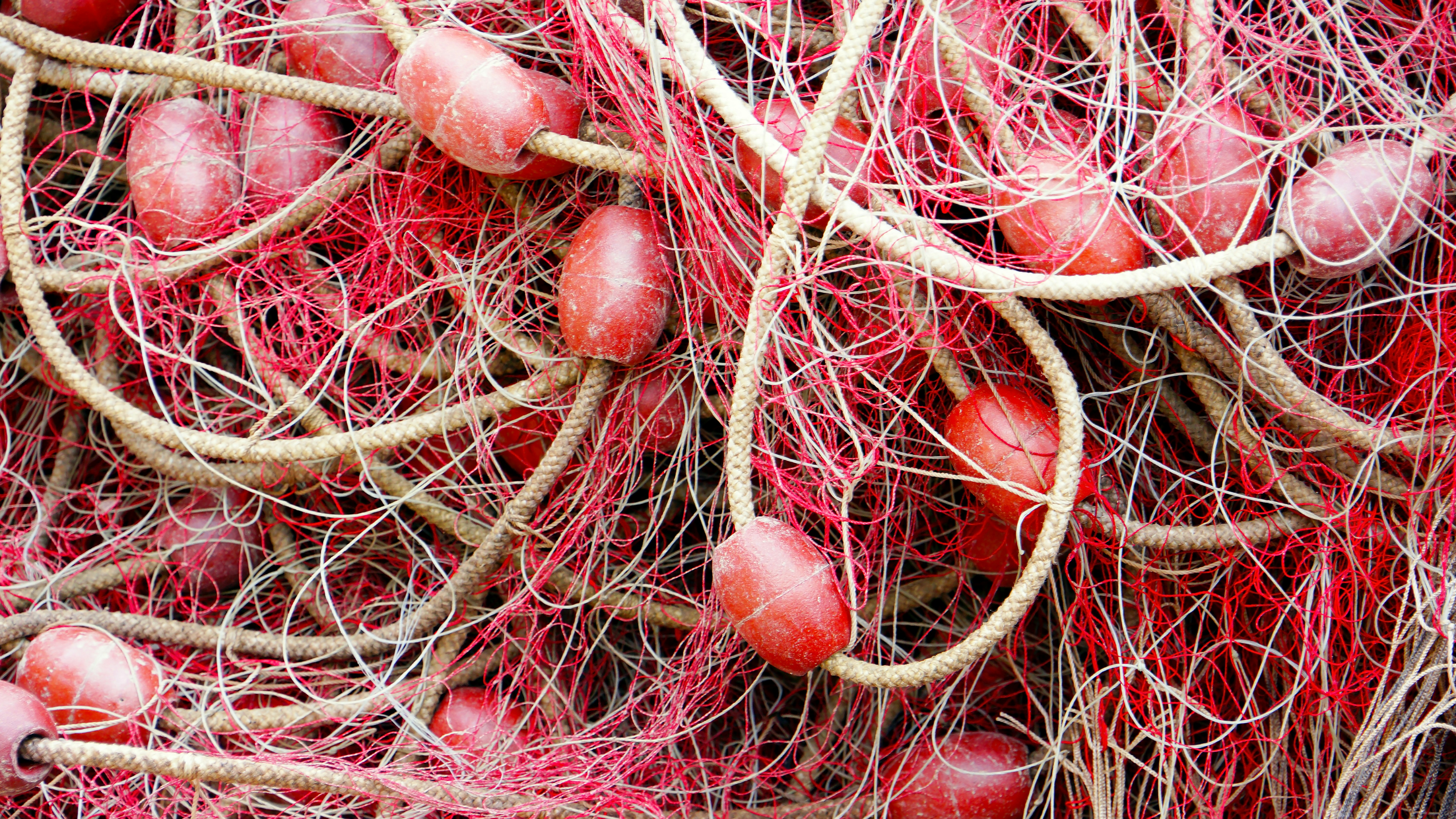 Crimson Tangle: Macro Portrait of Red Onions and Their Roots