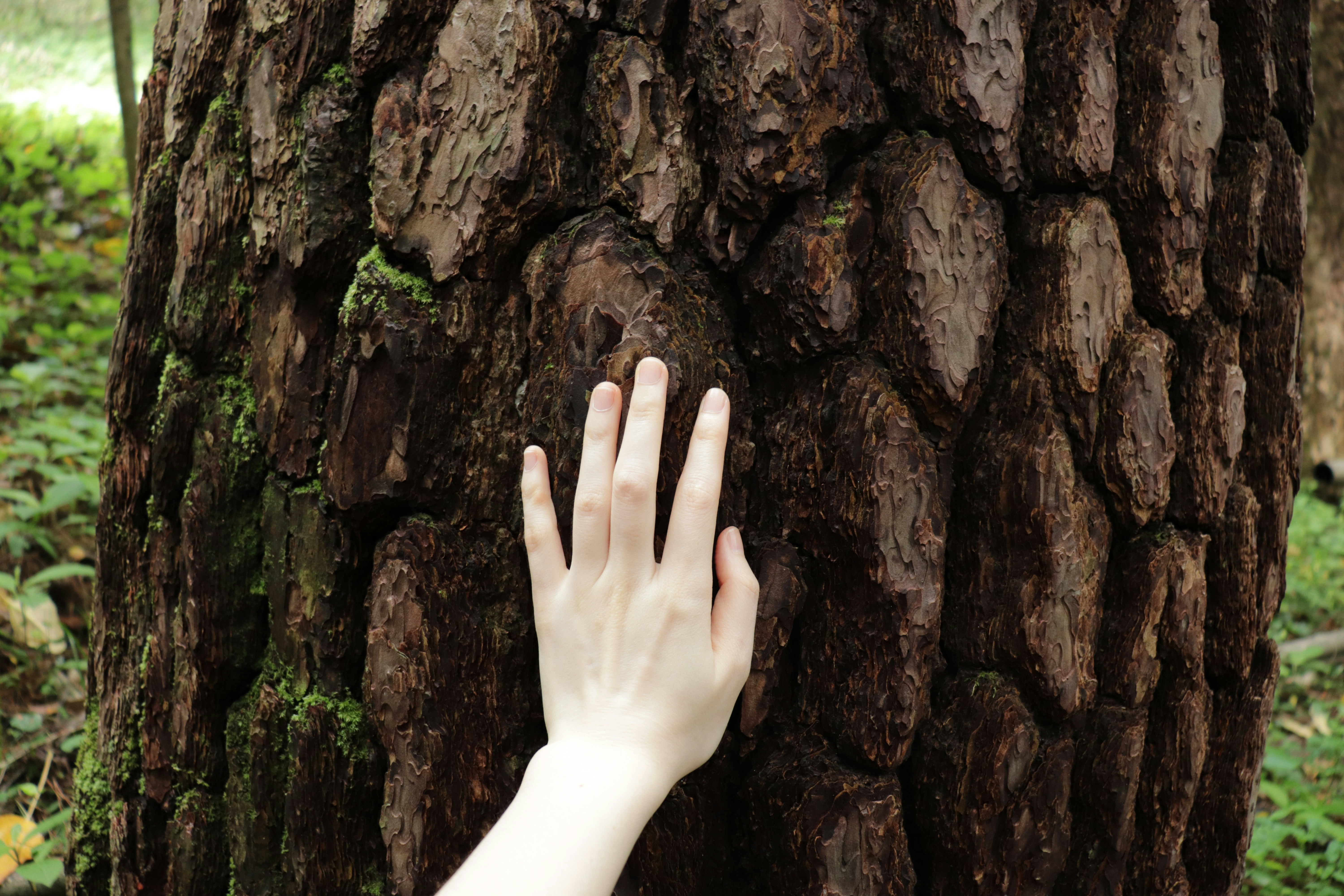 Palm on Weathered Bark: A Quiet Moment Exploring Texture