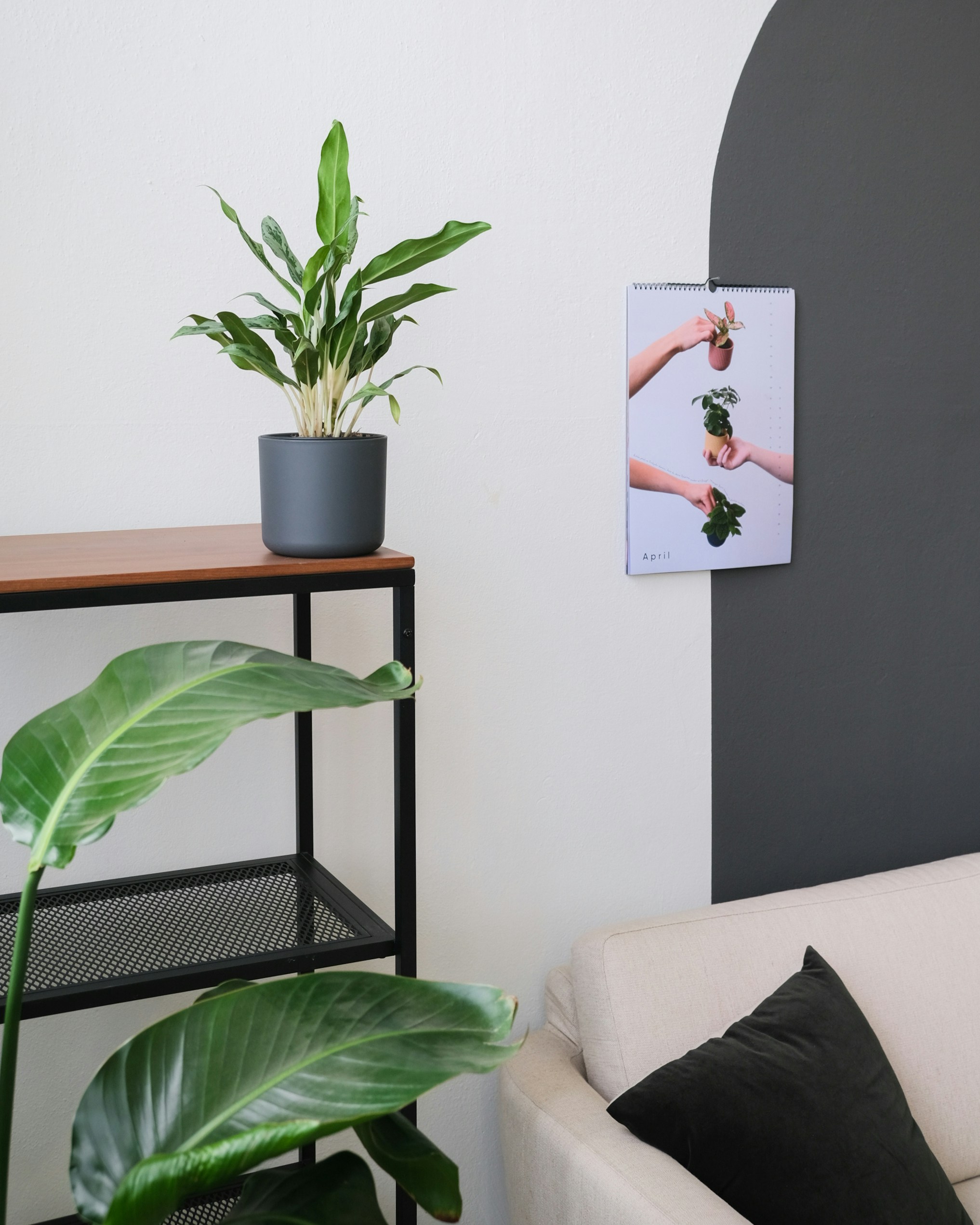 Verdant Anchor on a Minimal Shelf under Soft Studio Light