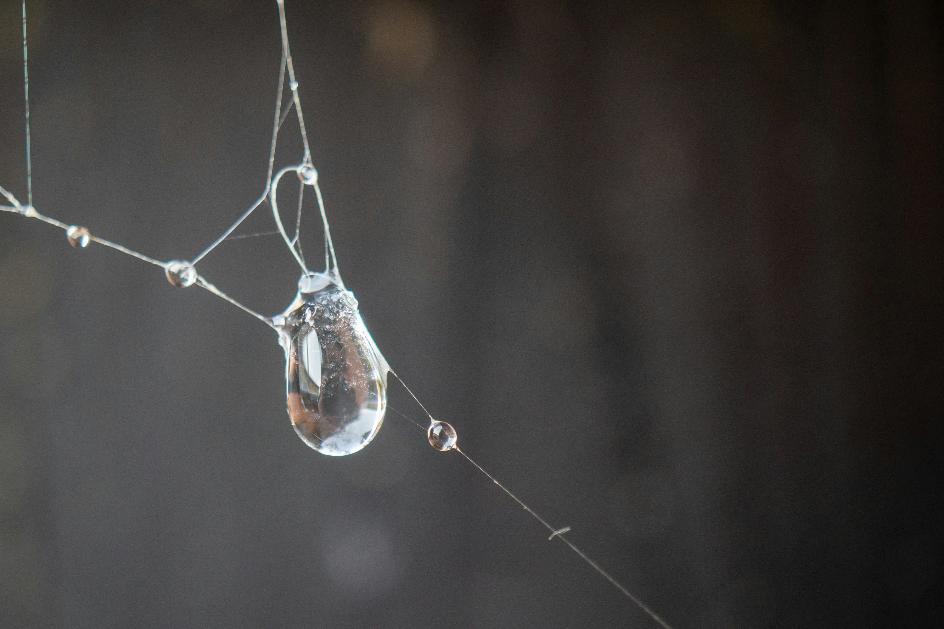 Dewbound: A Single Droplet Anchors a Frosted Web