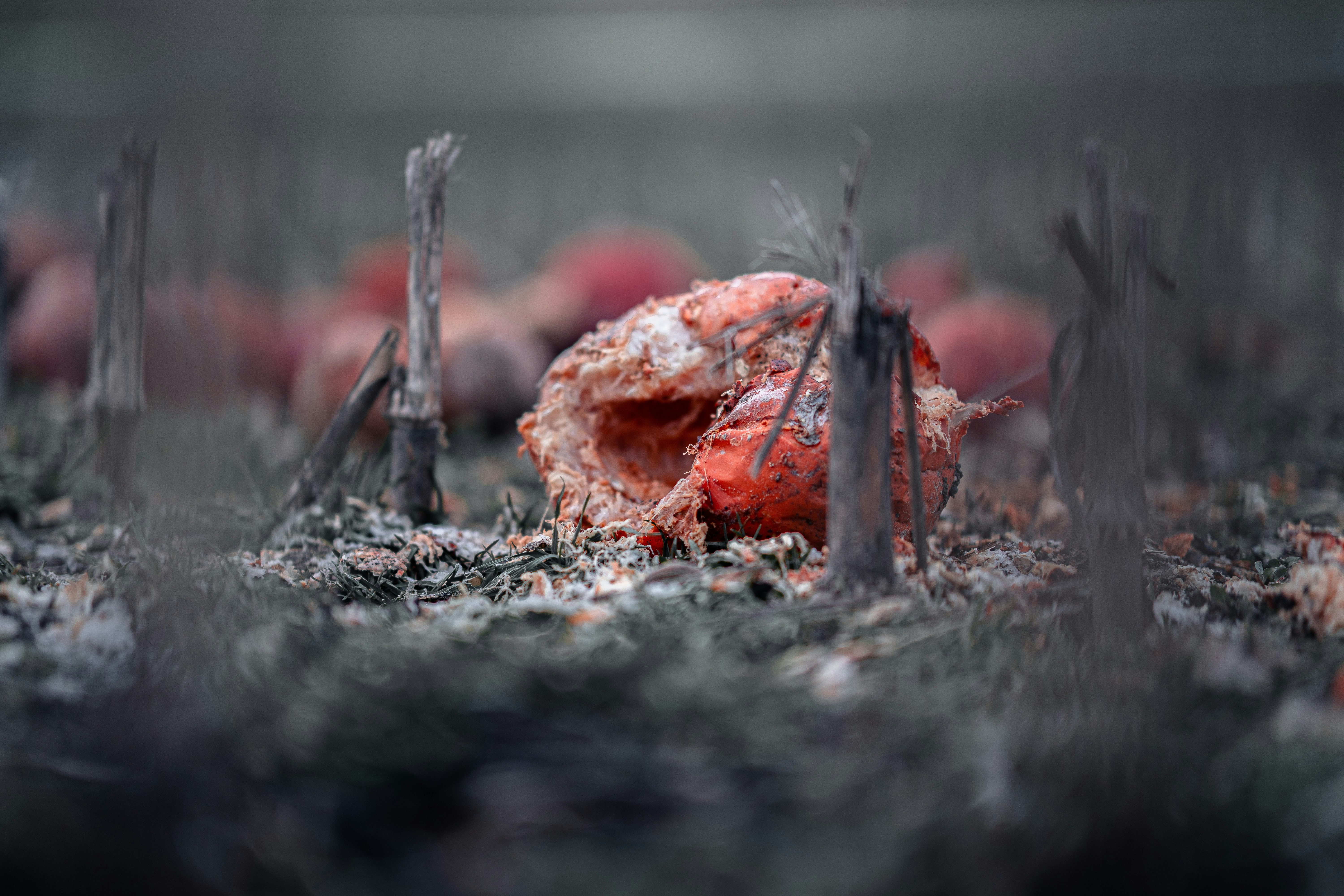 Rot in the Rows: A Red Apple Core Surrounded by Frosted Stalks