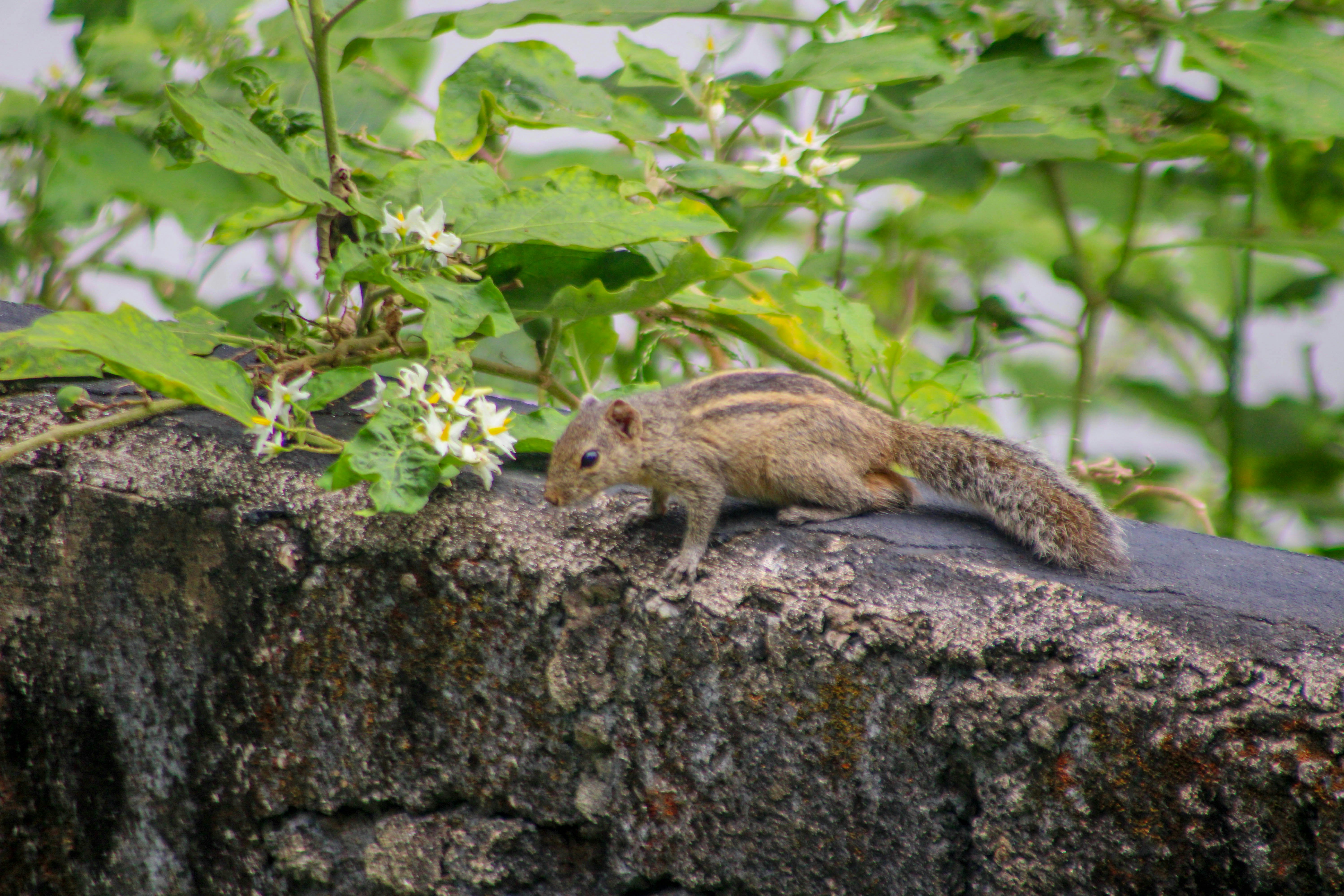 Squirrel 🐿️ “Sitting under a tree in a park in the summer, listening to birds and squirrels chirping while reading a good book is priceless.”