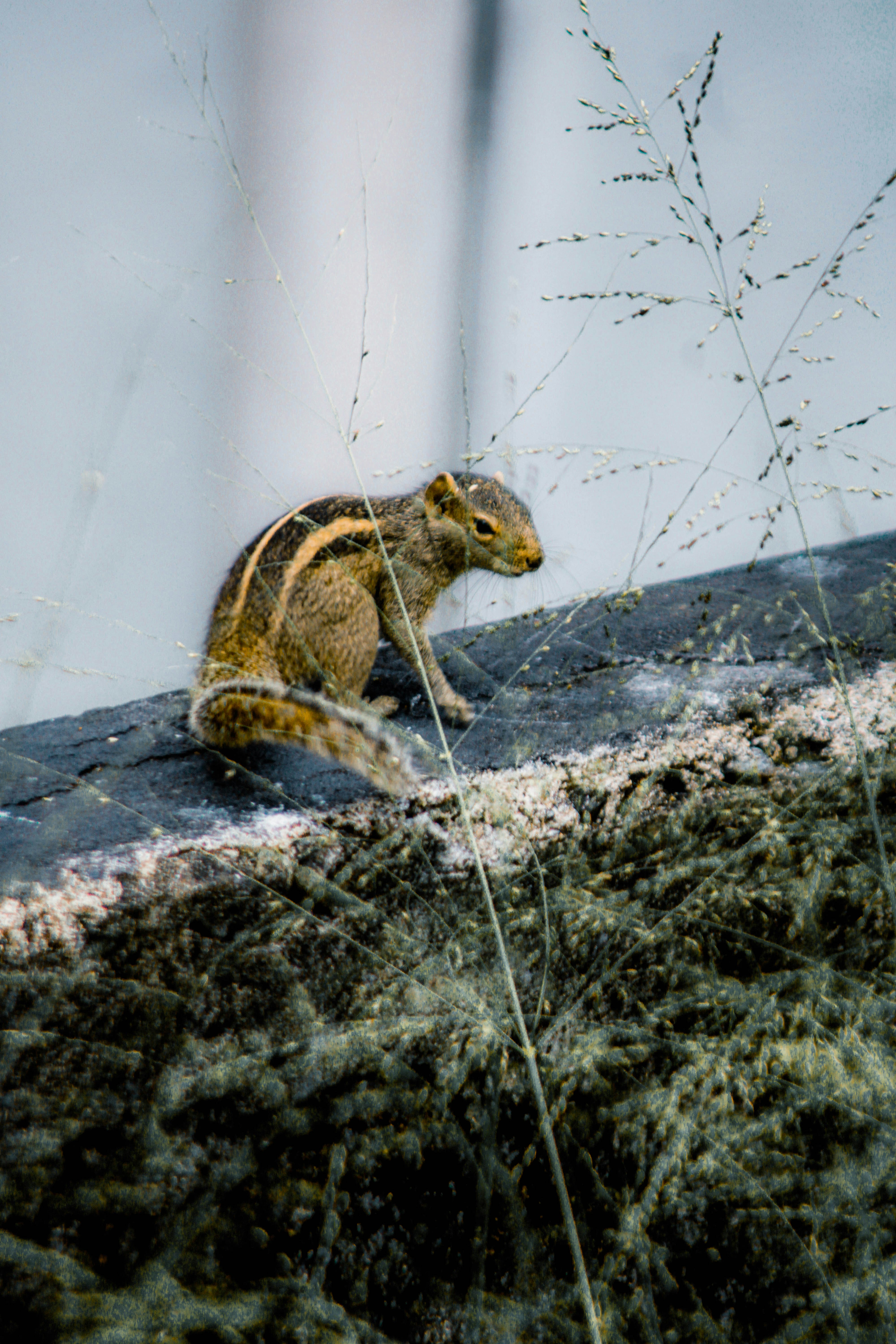 Ledge Watch: Squirrel paused among moss and grasses against a pale blue backdrop