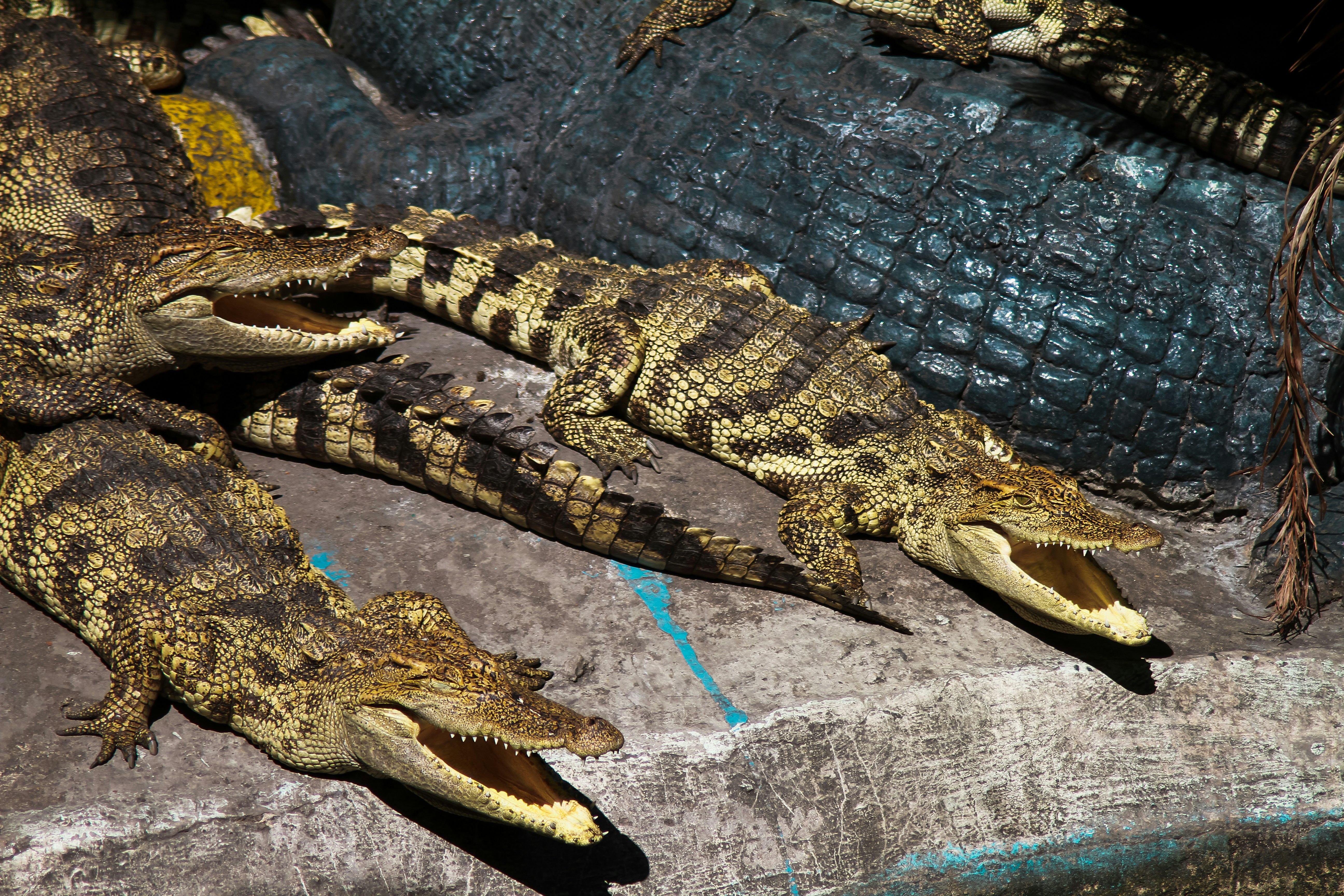 Two crocodiles are laying on a rock together photo – Free Animal Image ...