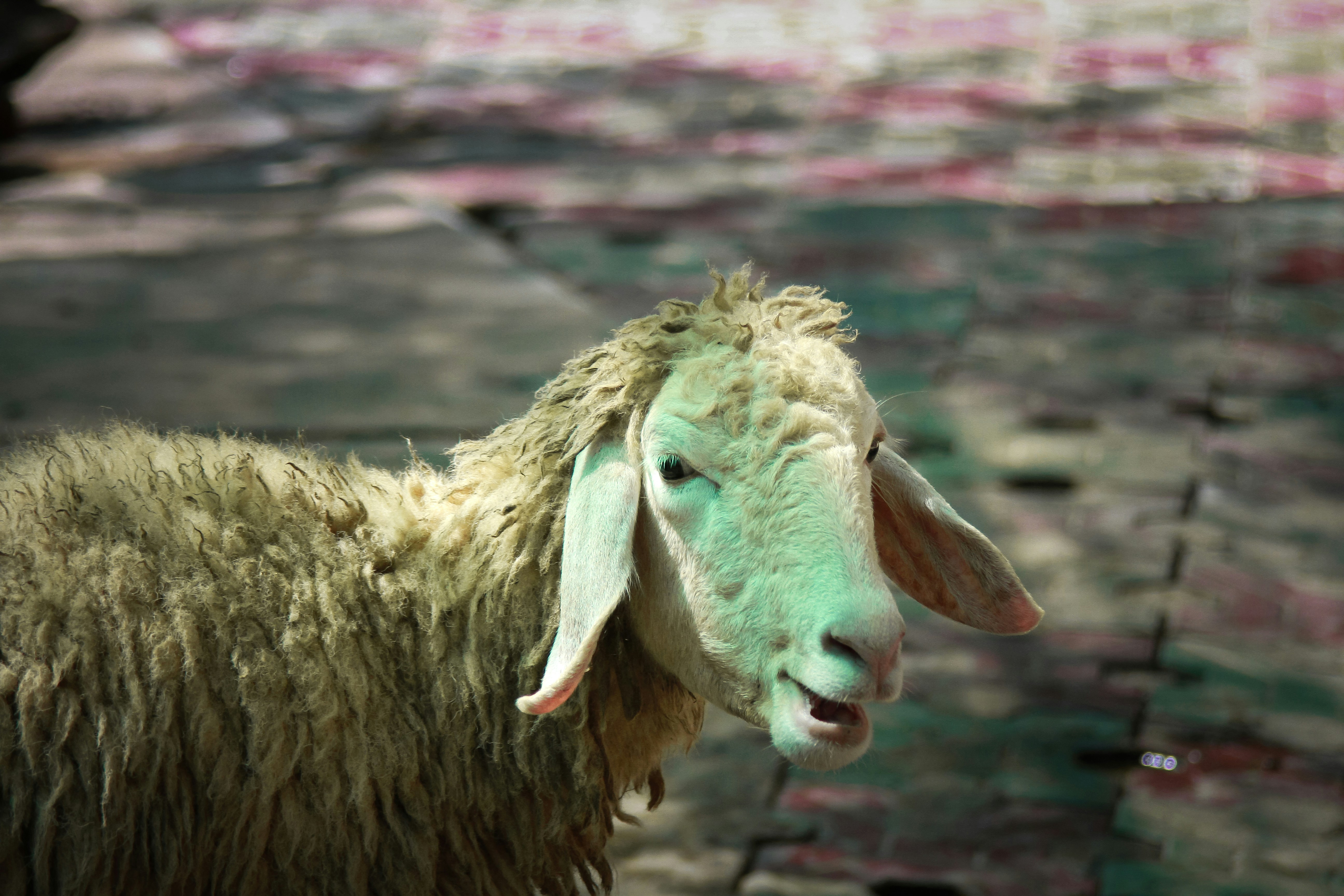 Green-Tinted Gaze: A Wet Wool Sheep by a Brick-Patterned Pond