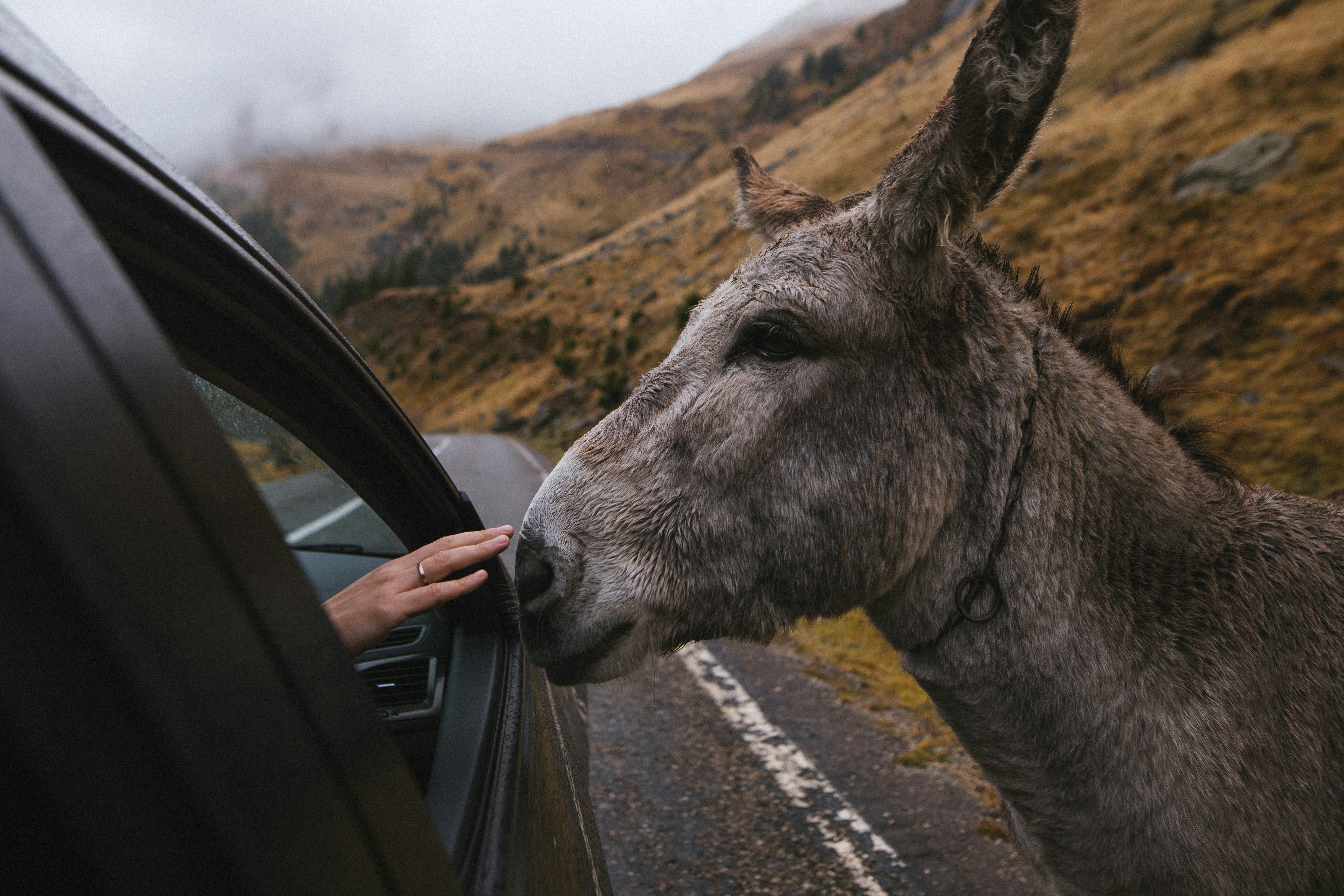 Highland Window Greeting: A Curious Donkey on a Misty Mountain Road