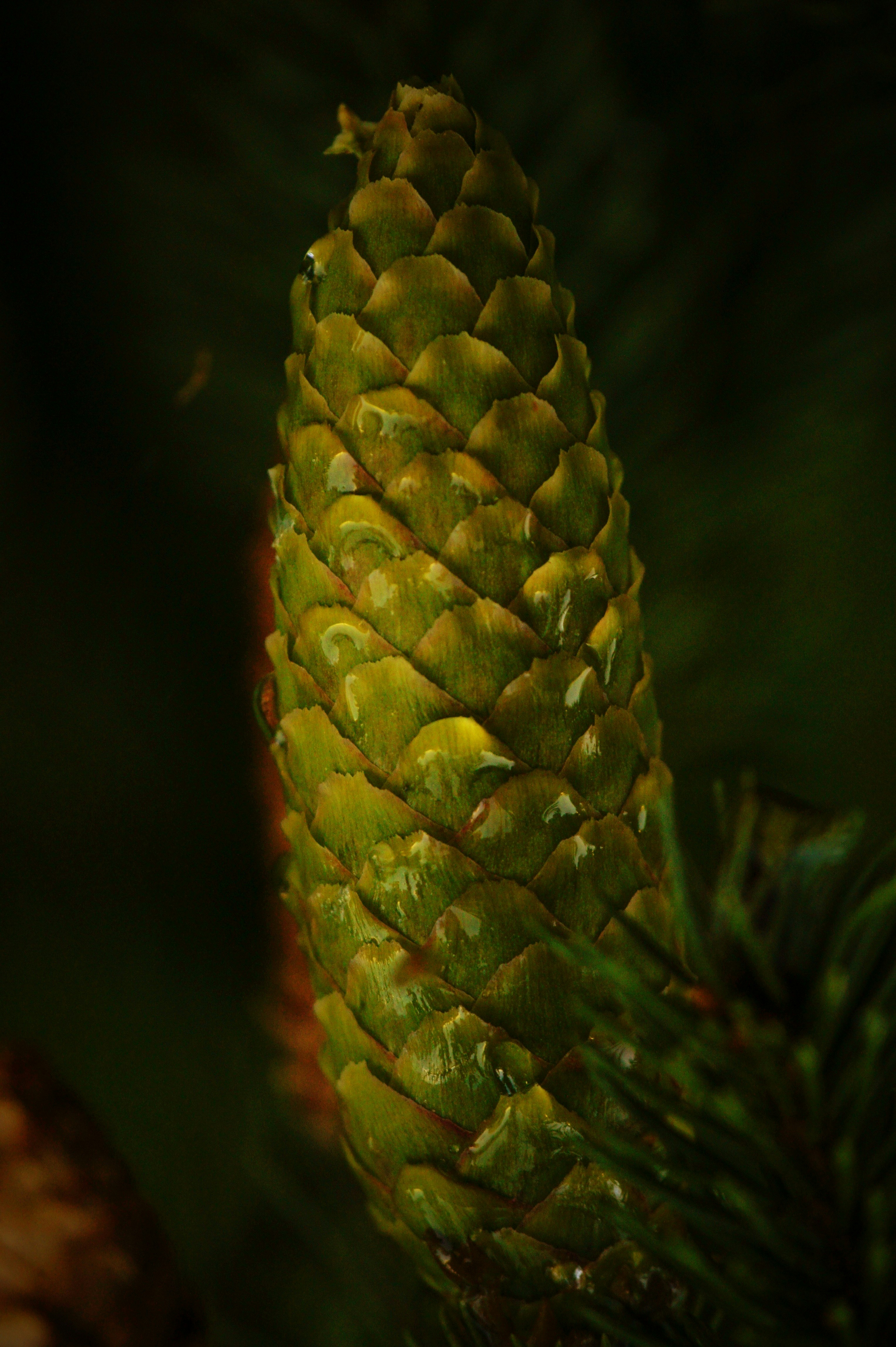 Close-up of a vibrant green pine cone nestled among foliage, showcasing its intricate scale patterns and natural textures.
