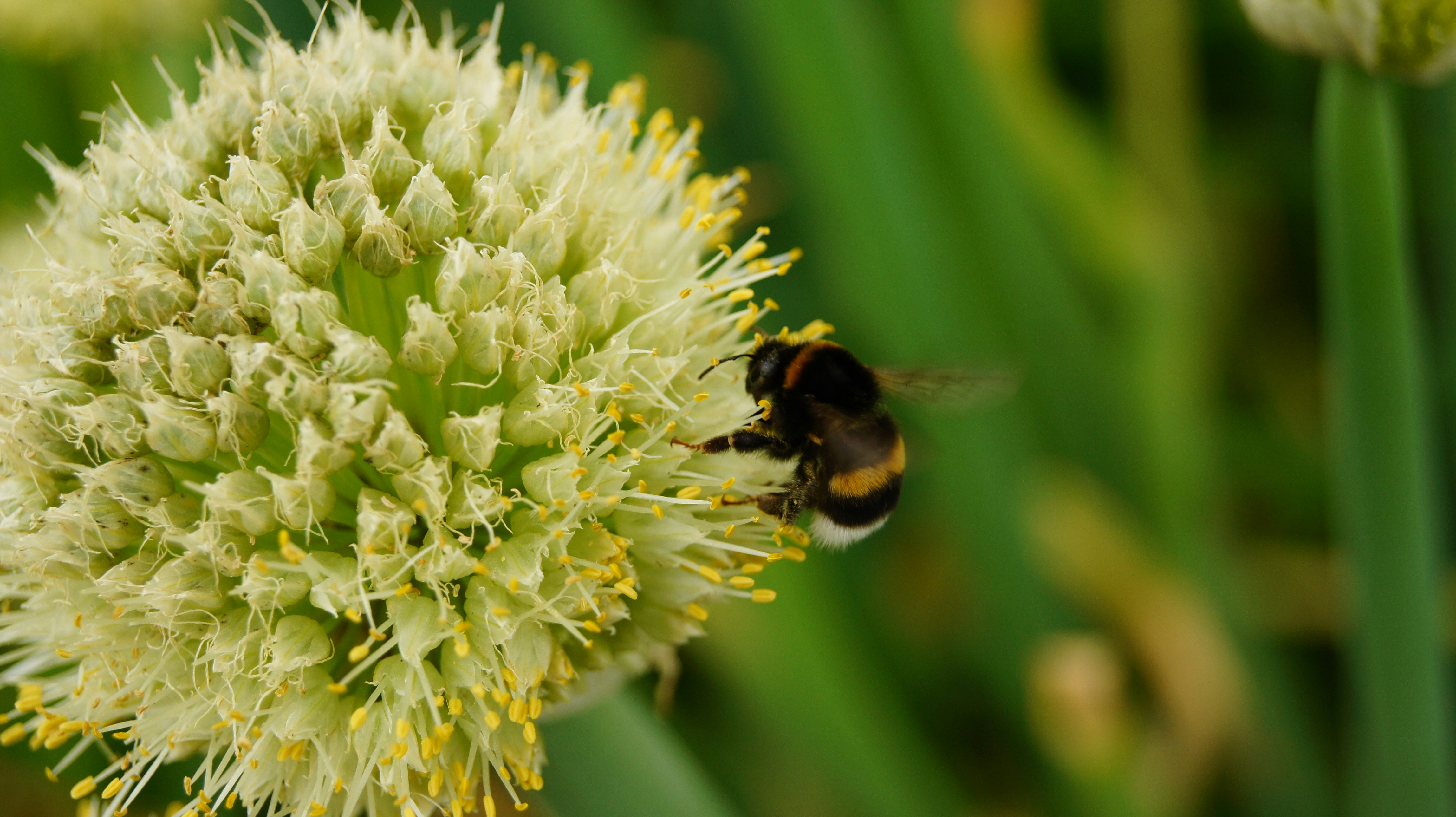 A close up of a bee on a flower photo – Free Bee Image on Unsplash