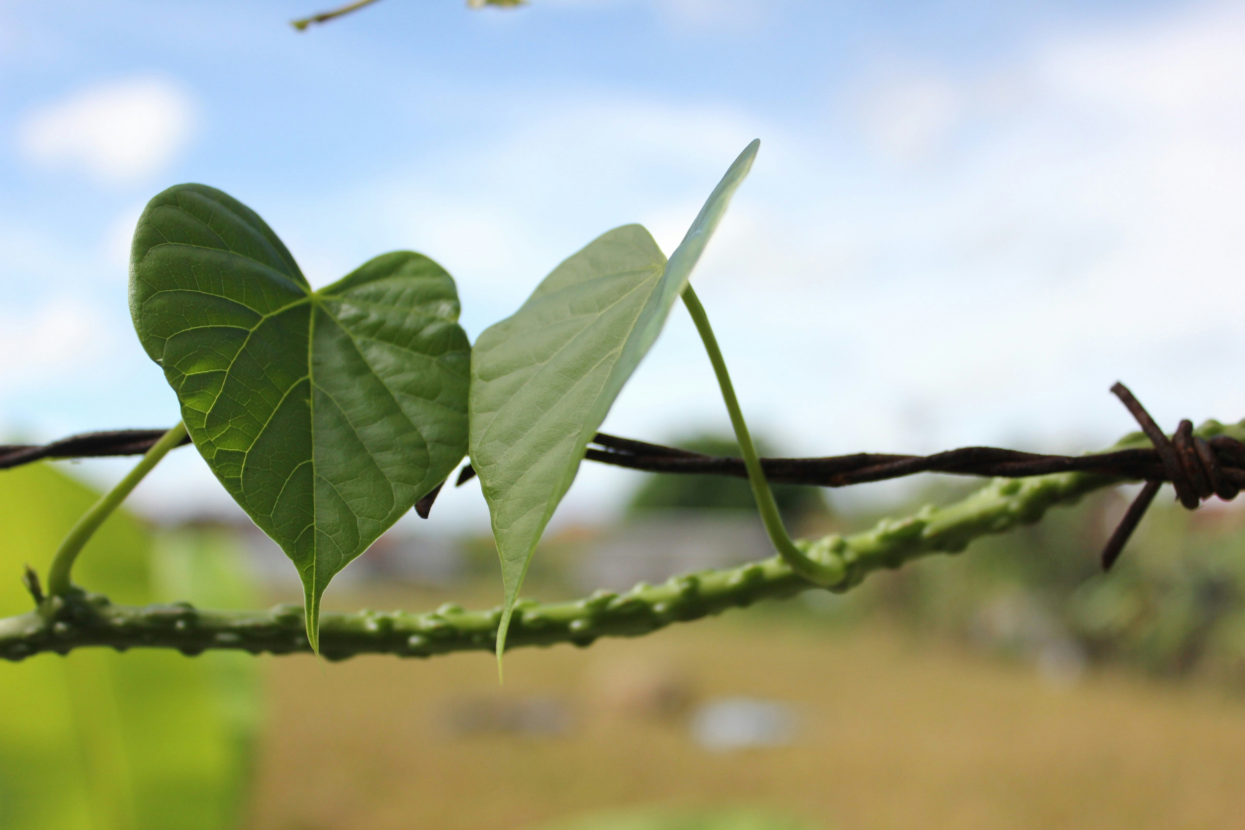 Heartleaf on Barbed Wire: a Fragile Circle of Life
