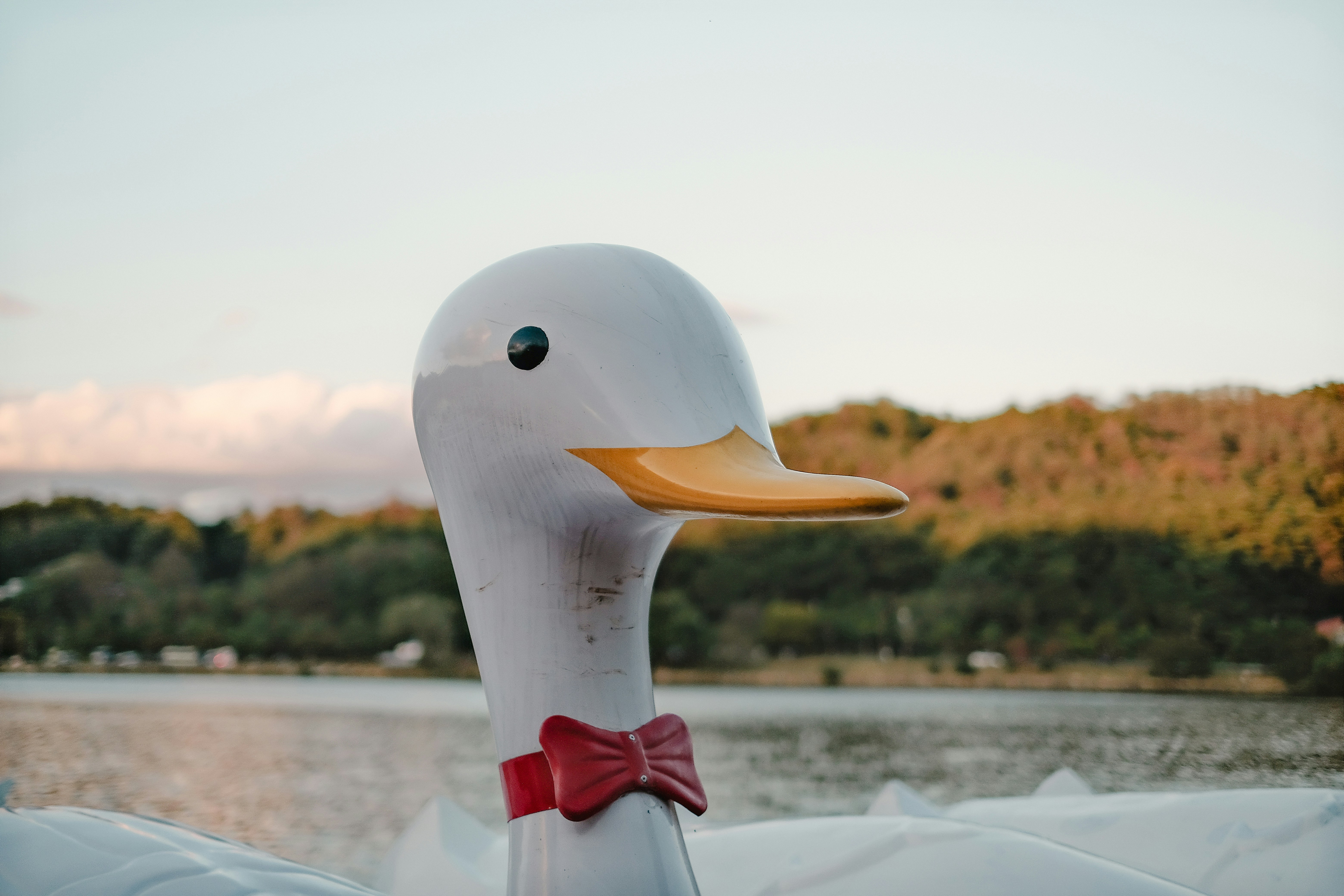 Quacking by the Waterline: A Gentle Portrait of a Duck Float
