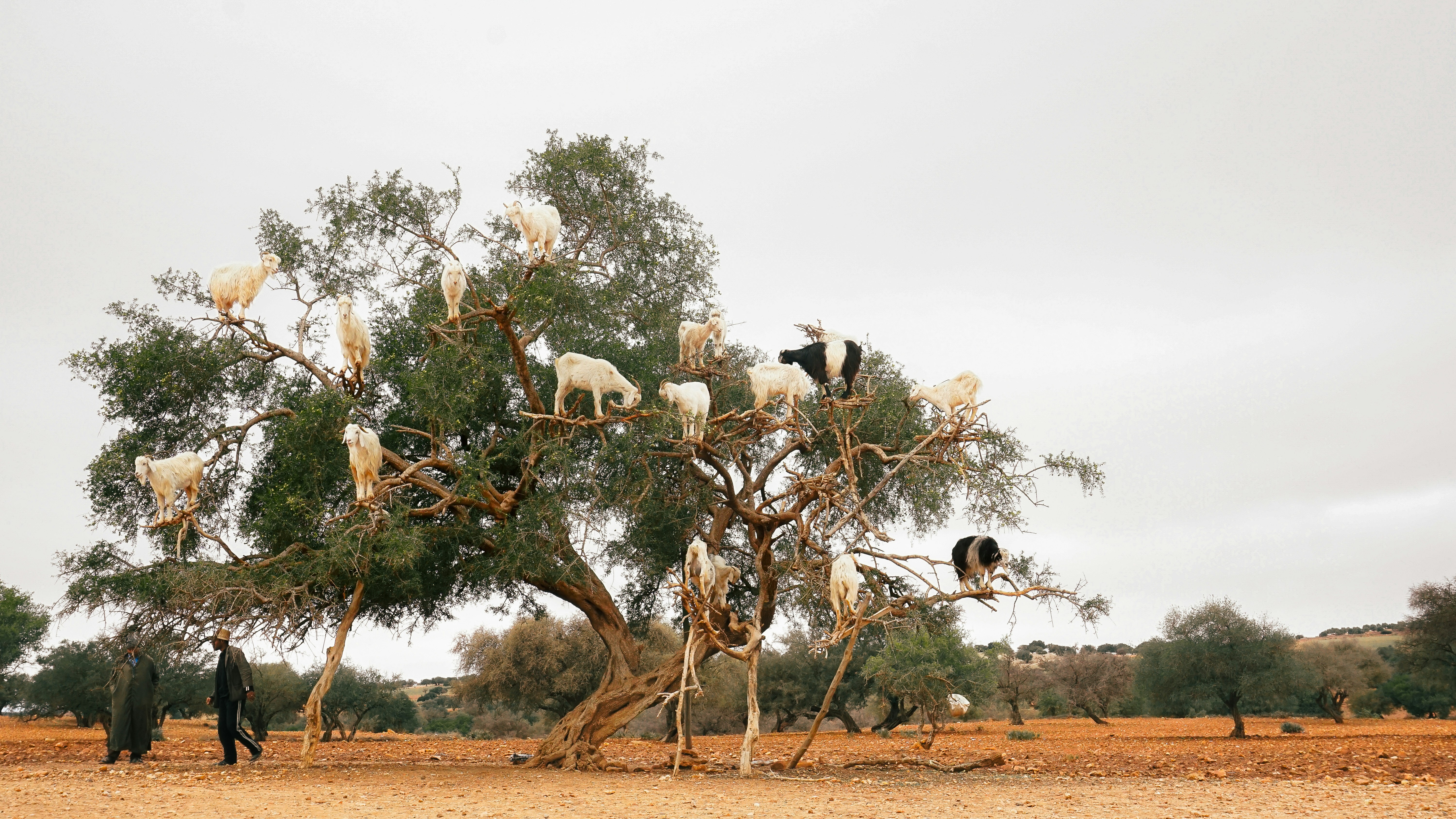 a flock of goats sitting on top of a tree