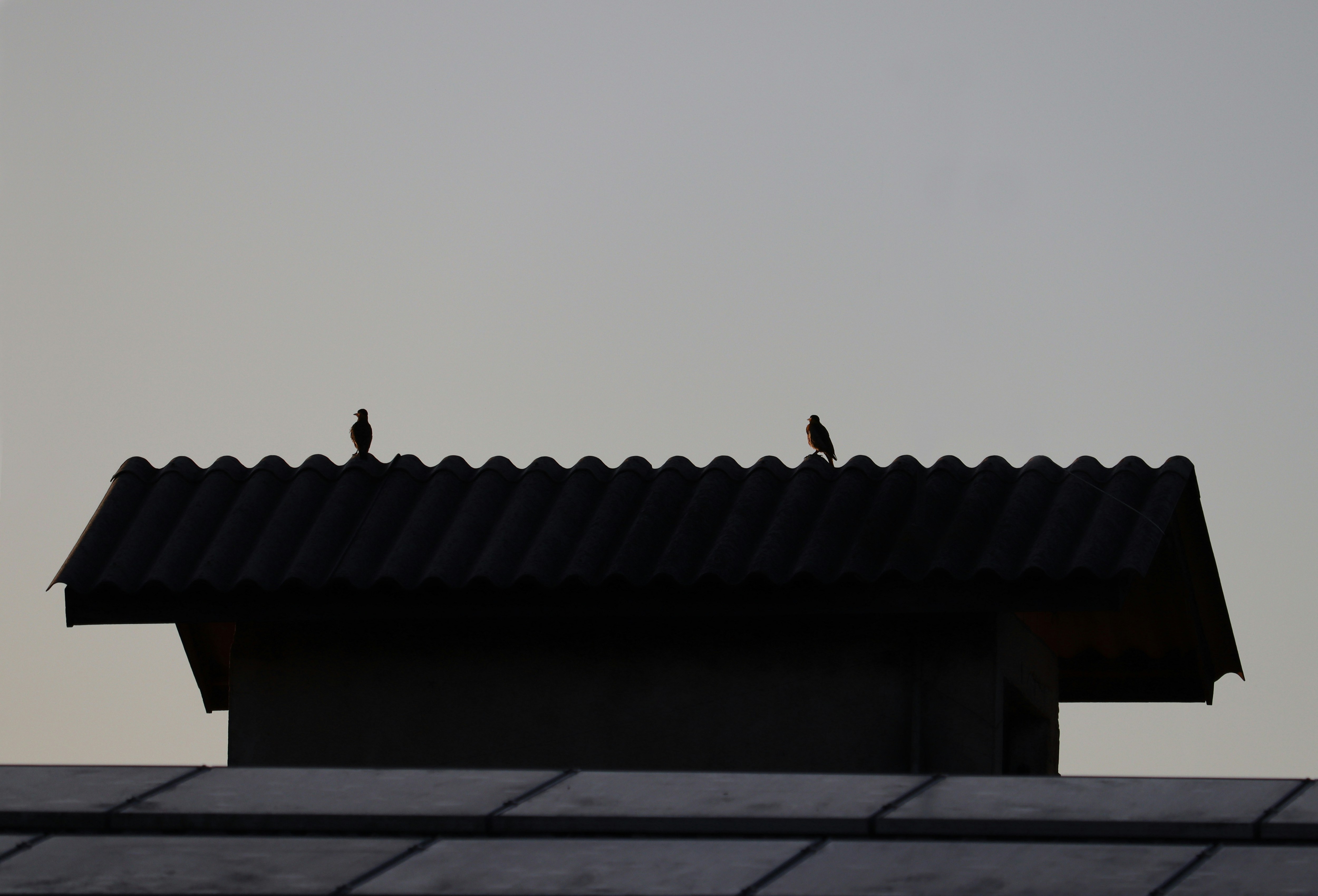 Ridge-Top Silhouettes: Two Birds Perched Along a Quiet Rooftop