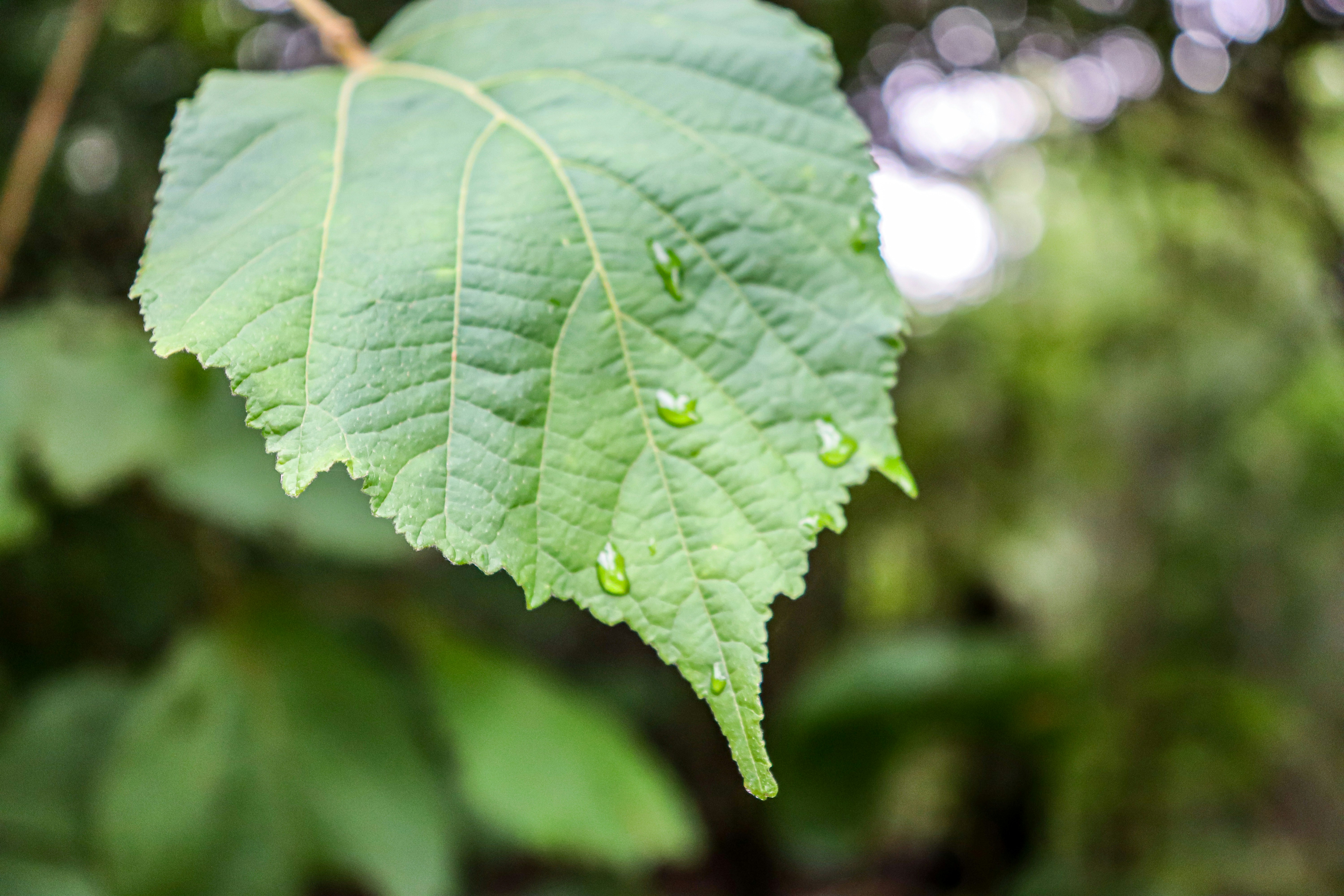 a green leaf with drops of water on it