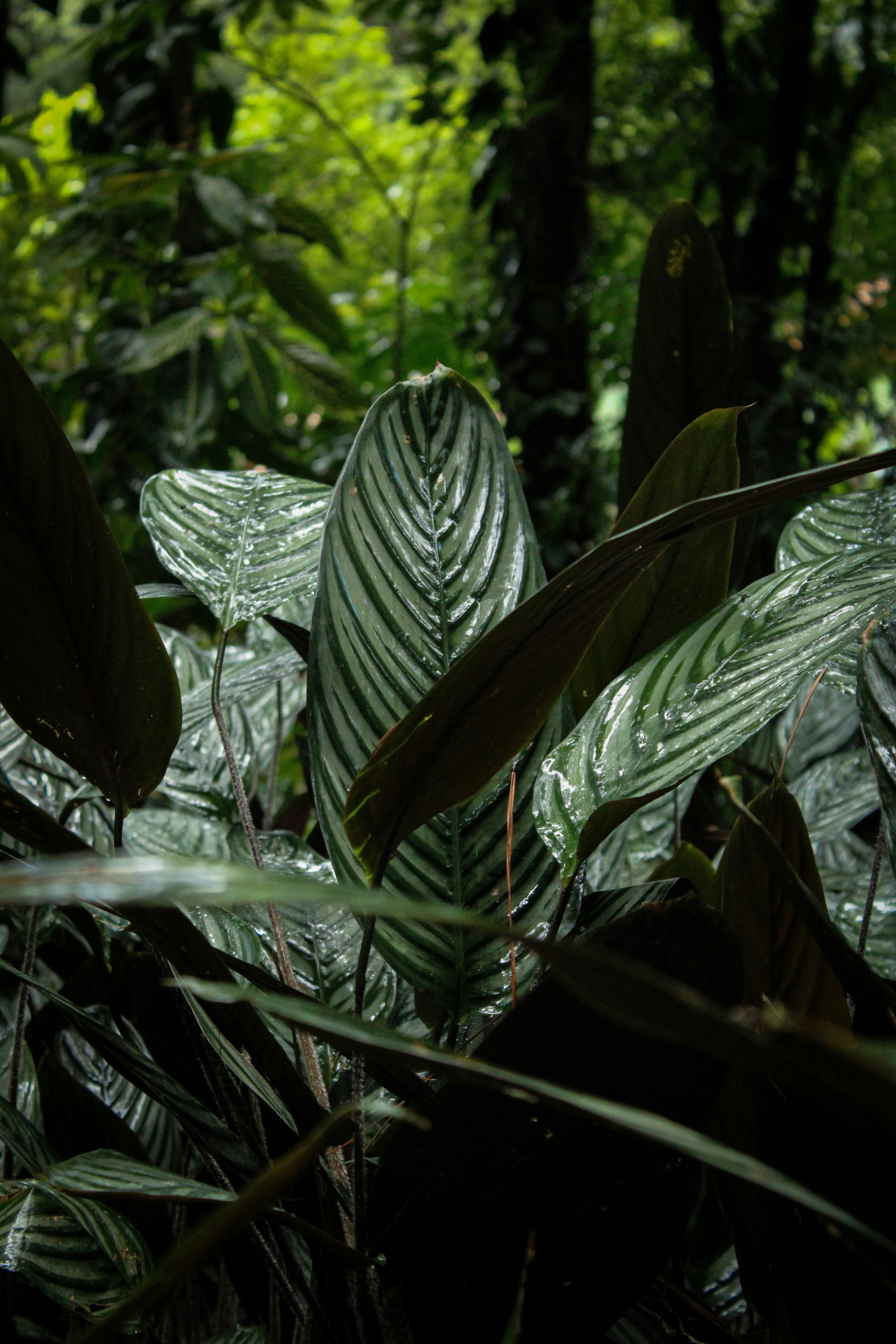 Ribbed Emerald in the Shadowed Understory