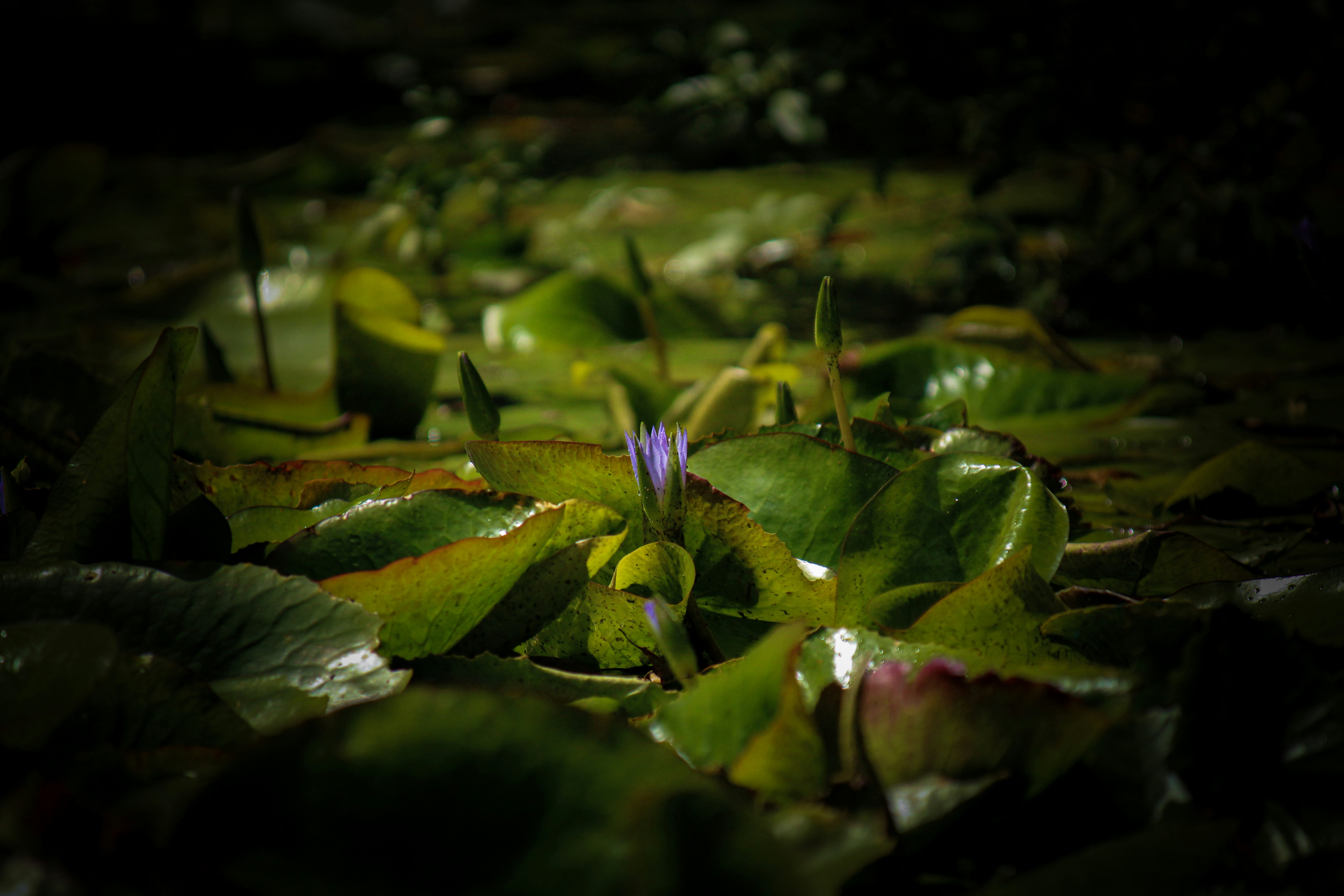 Solitary Bloom Amidst Verdant Silence