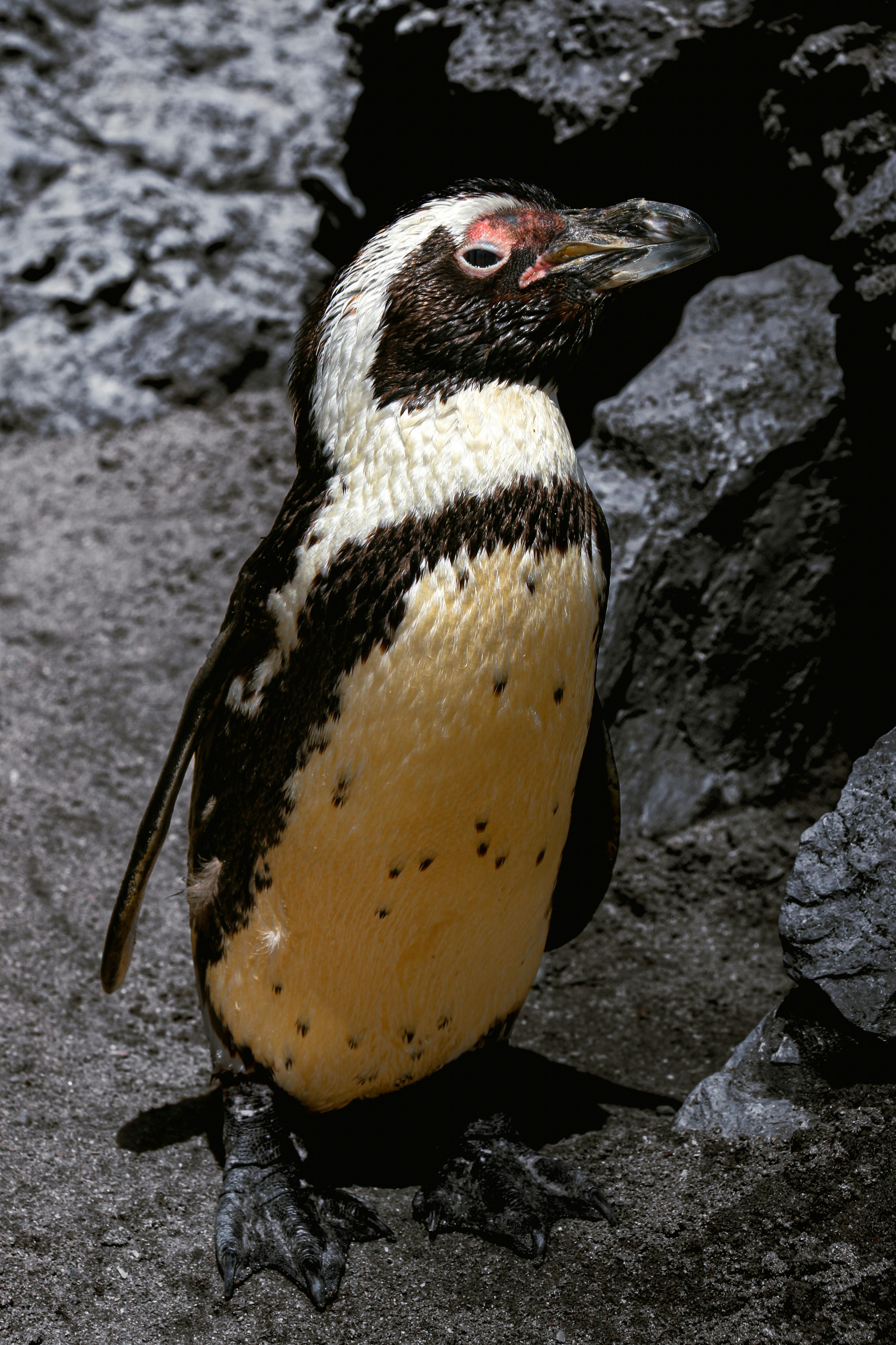 a penguin standing on a rock in the sun