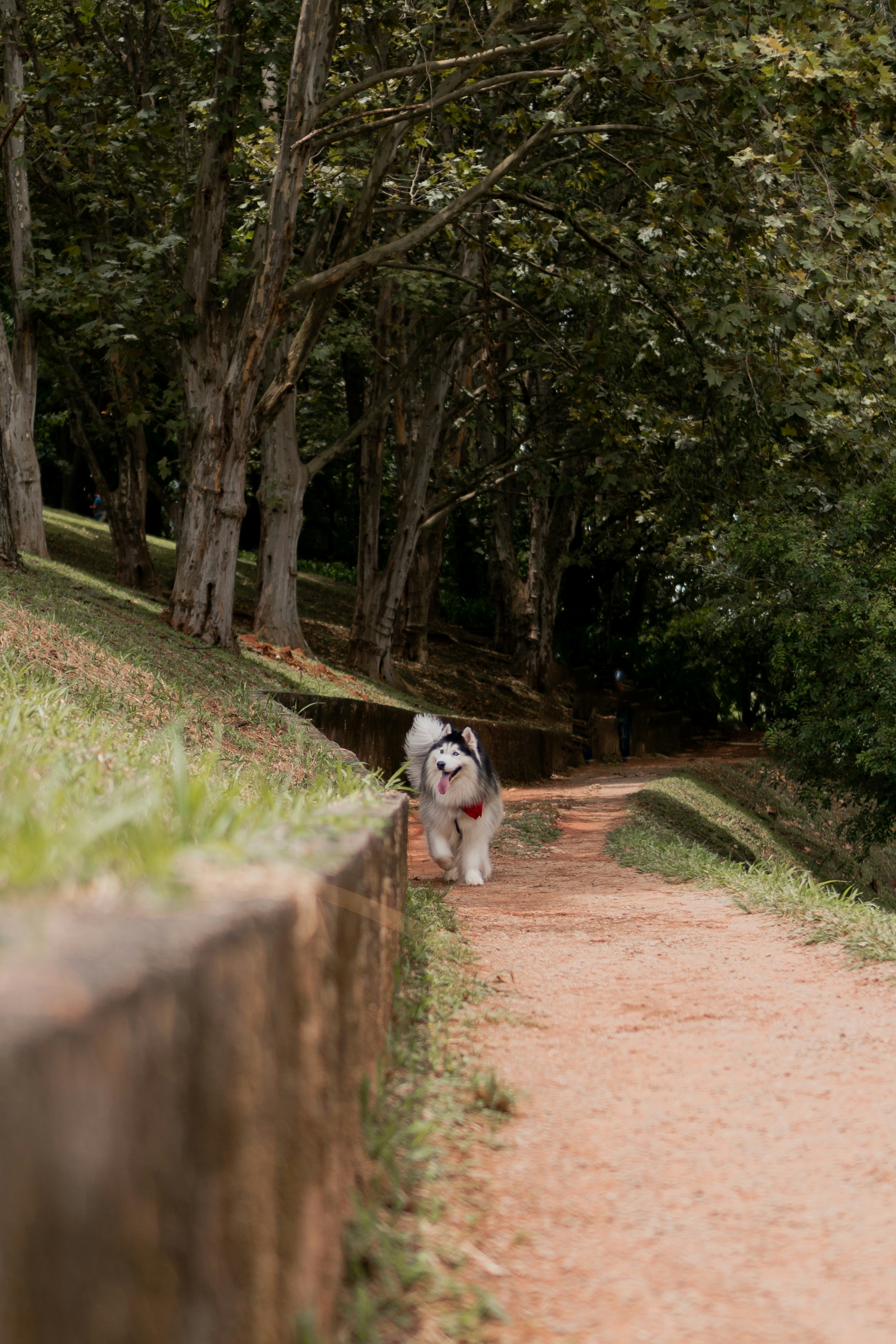 Pathway Paws: A White Dog Checks the Forest Trail