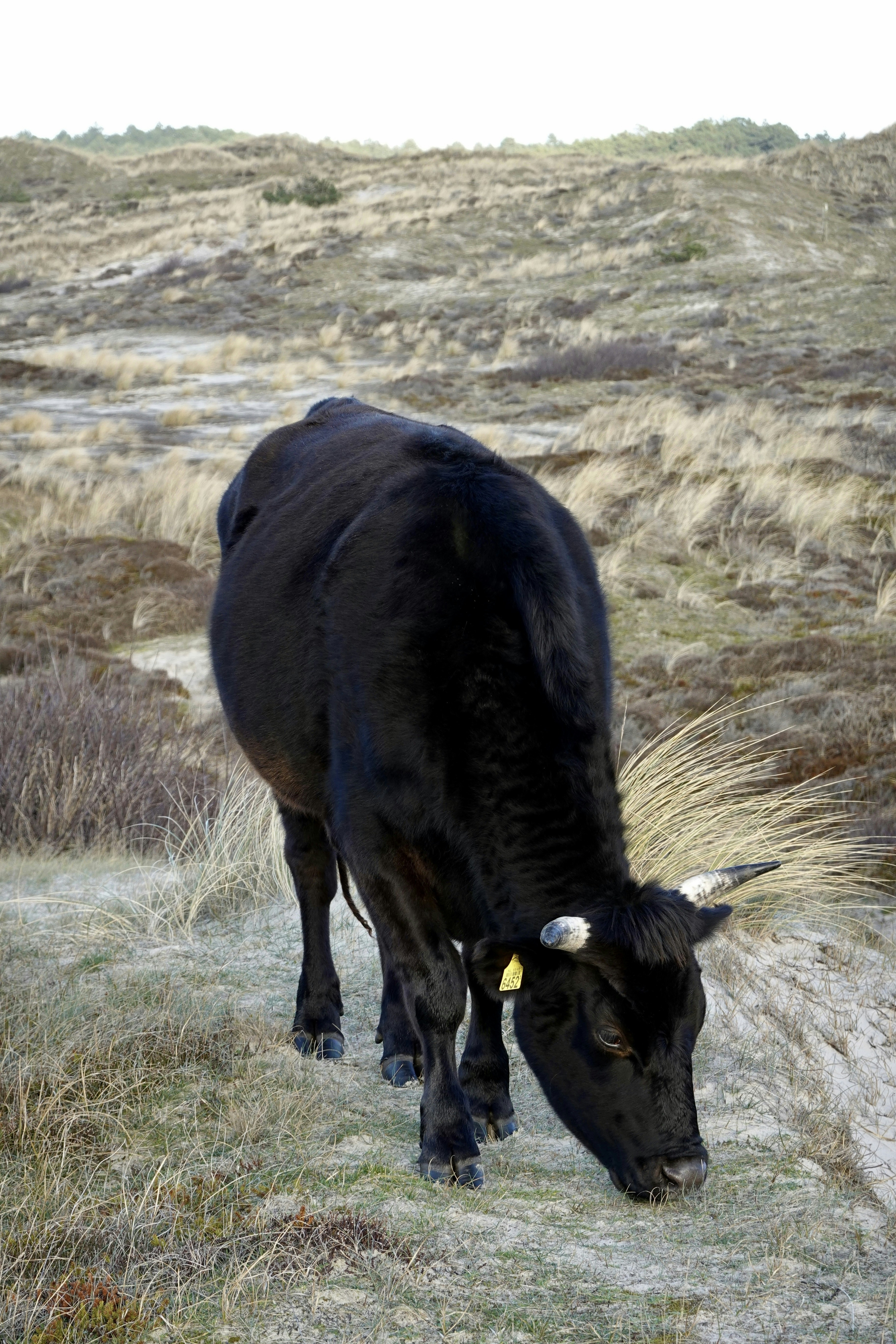 Black Cow at Dune Edge: Quiet Grazing Among Grass and Sand