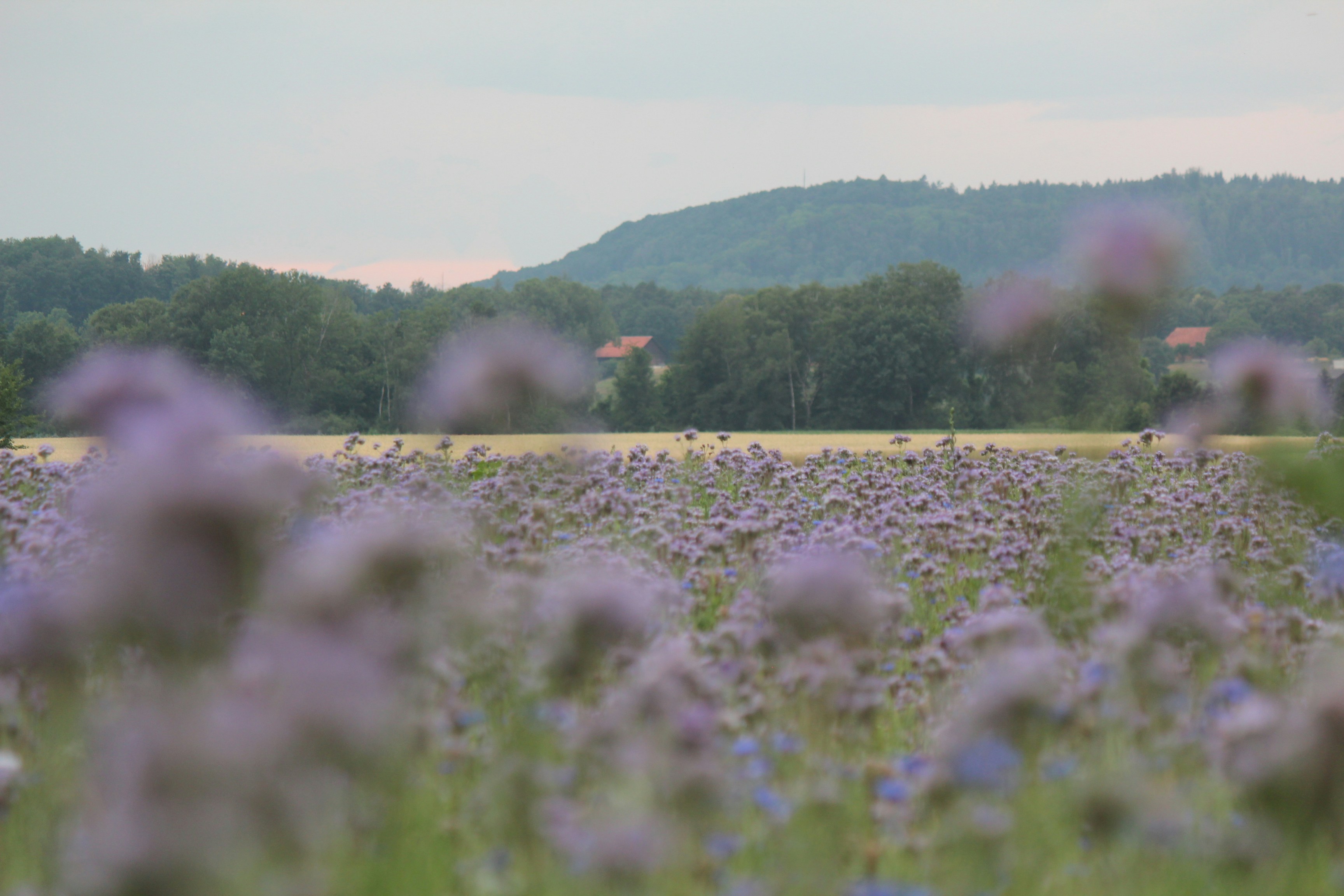 Lavender Field at Distant Hills