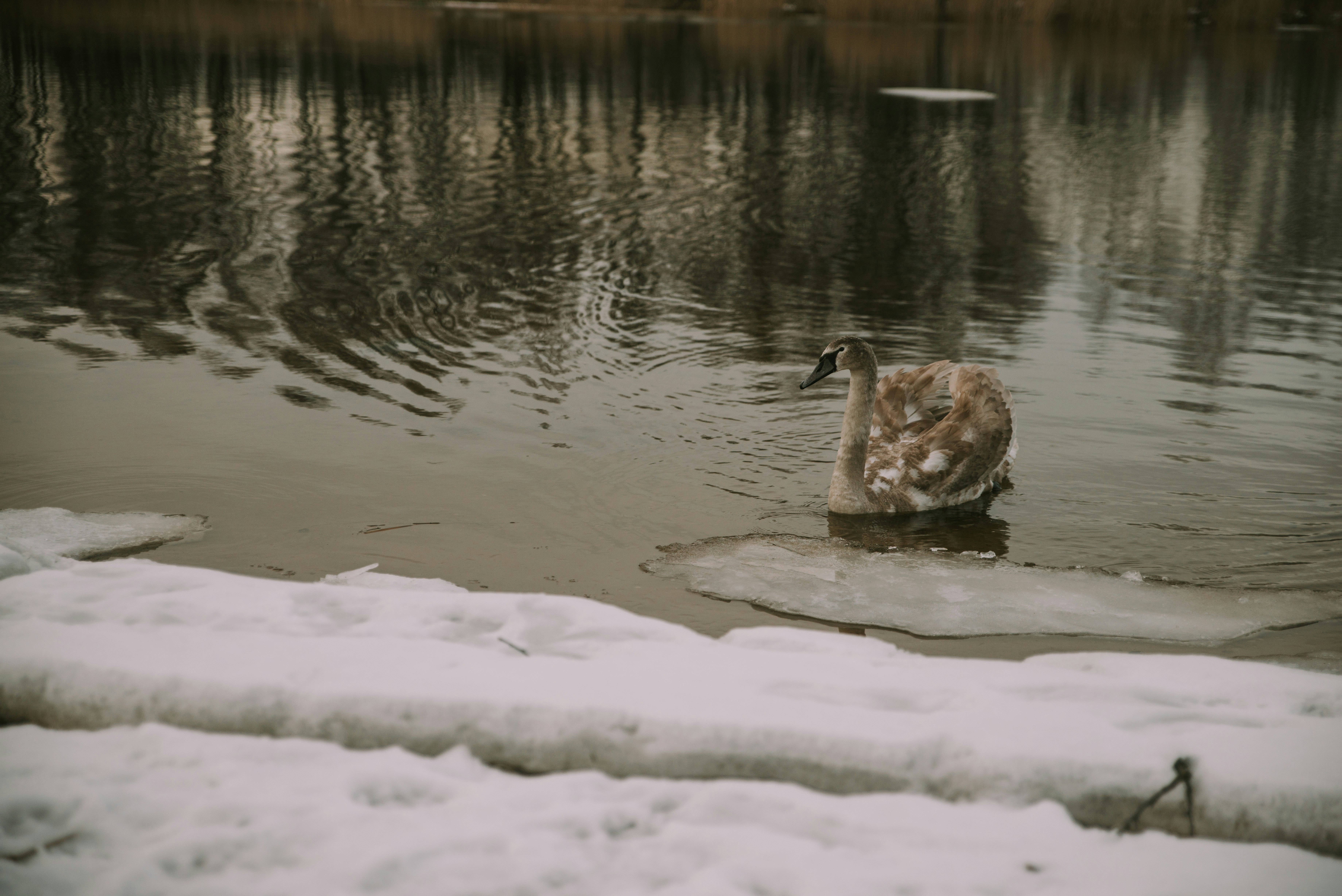 Juvenile Swan on a Snow-Dusted Lake Amid Quiet Ripples