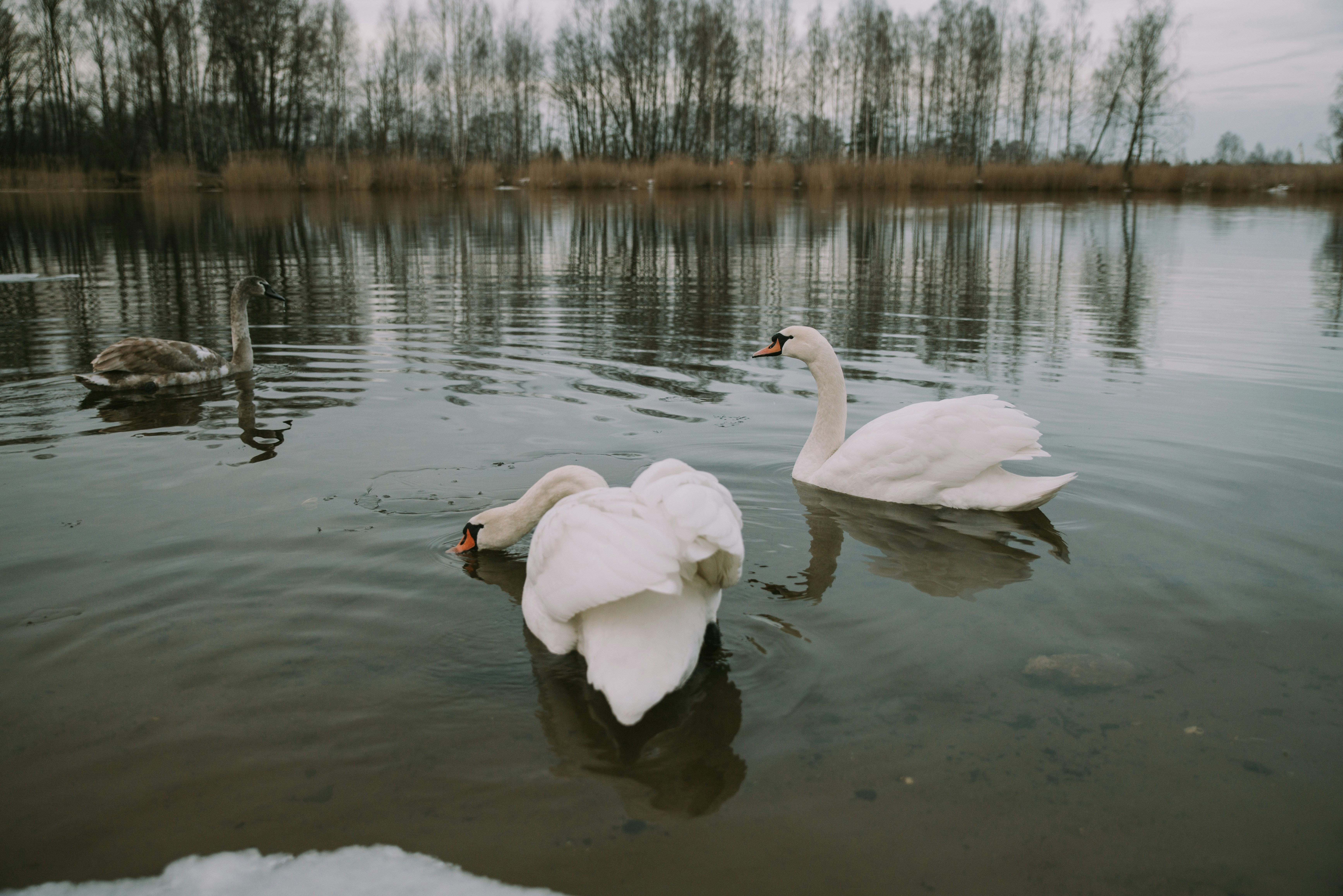 Un couple de cygnes nageant au sommet d’un lac photo – Photo Animal ...