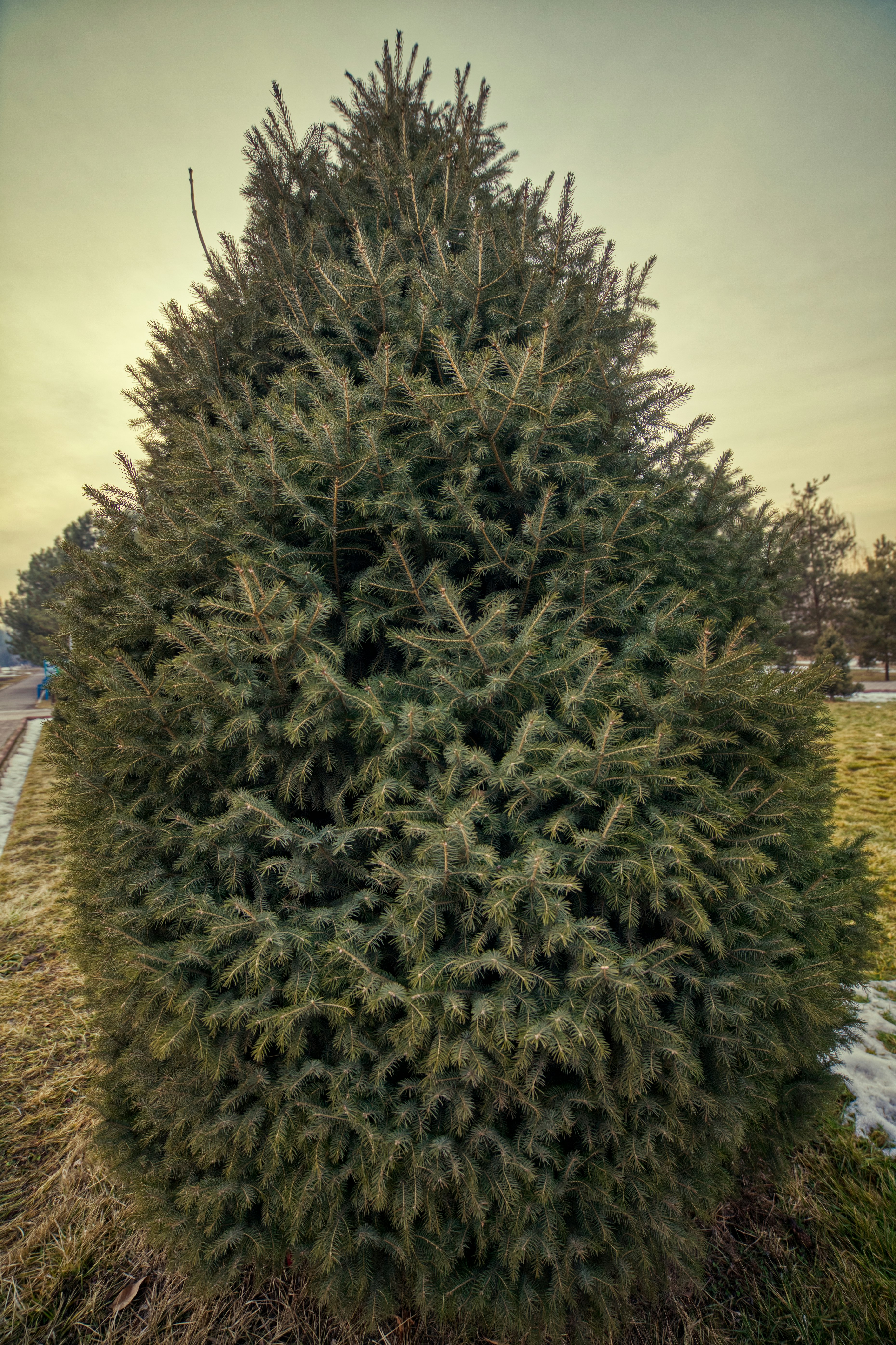 A large evergreen tree in the middle of a field photo – Free Pine Image ...