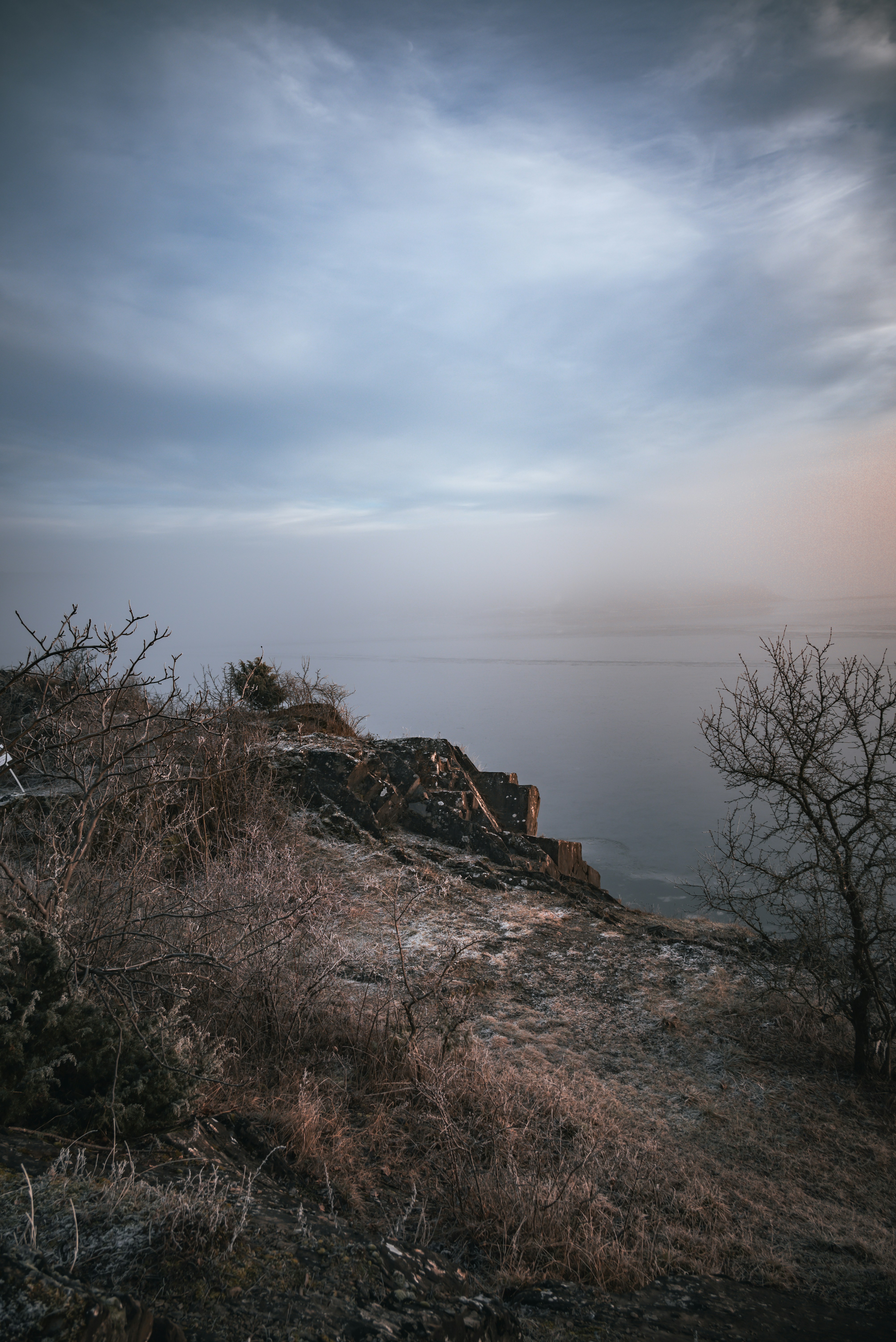 A lone tree on a hill overlooking a body of water photo – Free Hovedøya ...