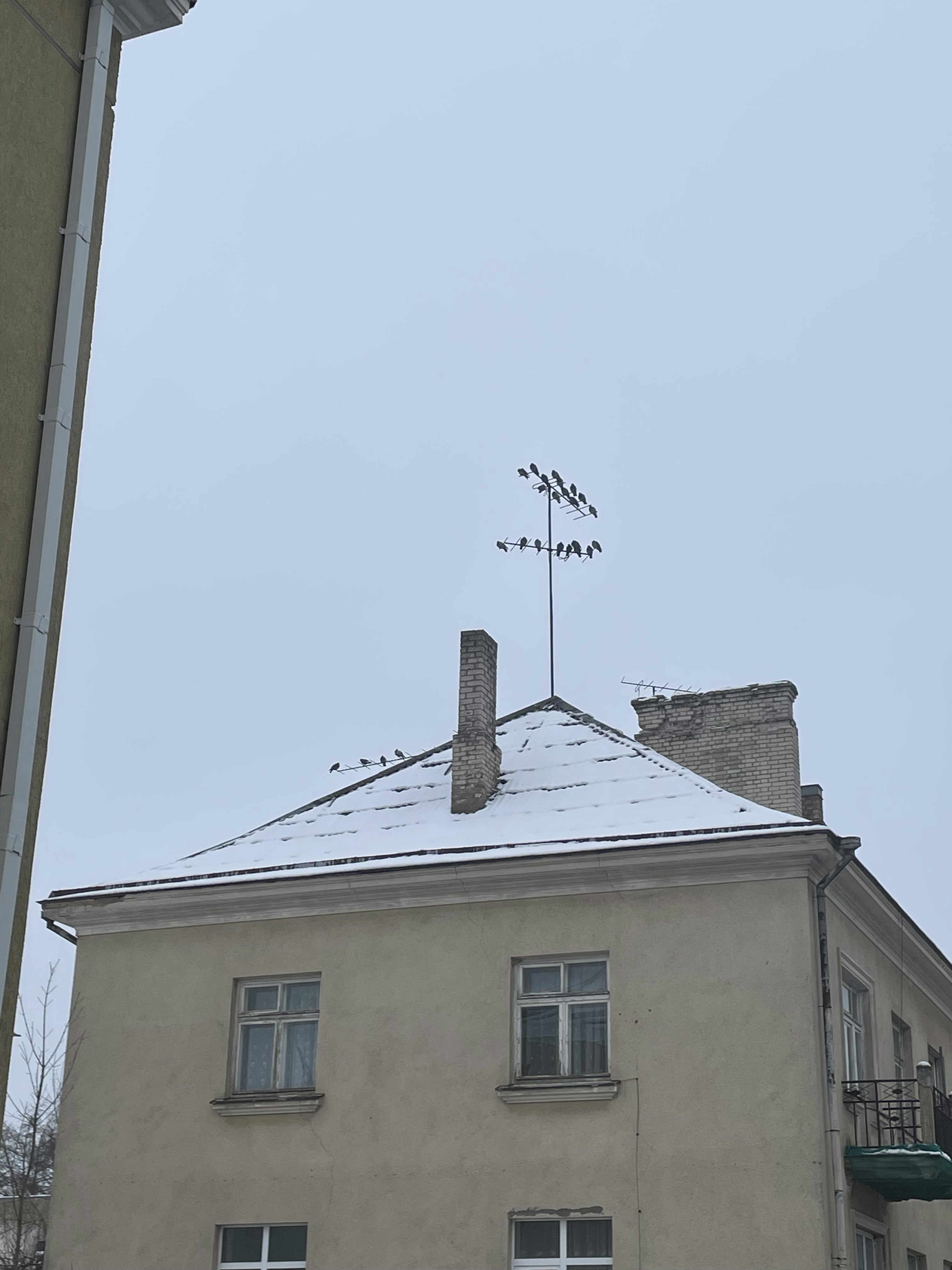 Snow-Kissed Rooftop Silence: Birds Perched on a Mast