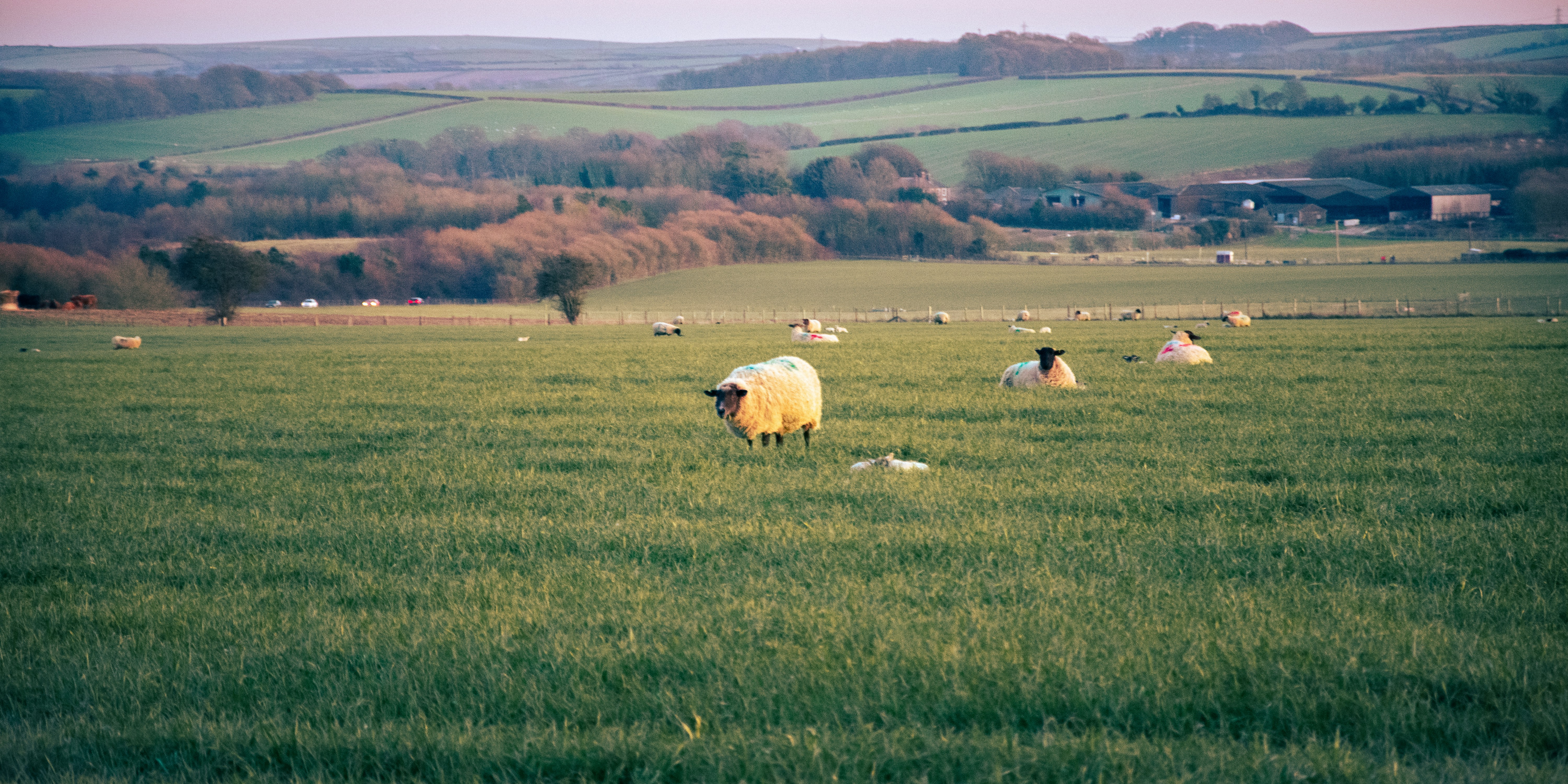 sheep in a field in Dorset at sunset