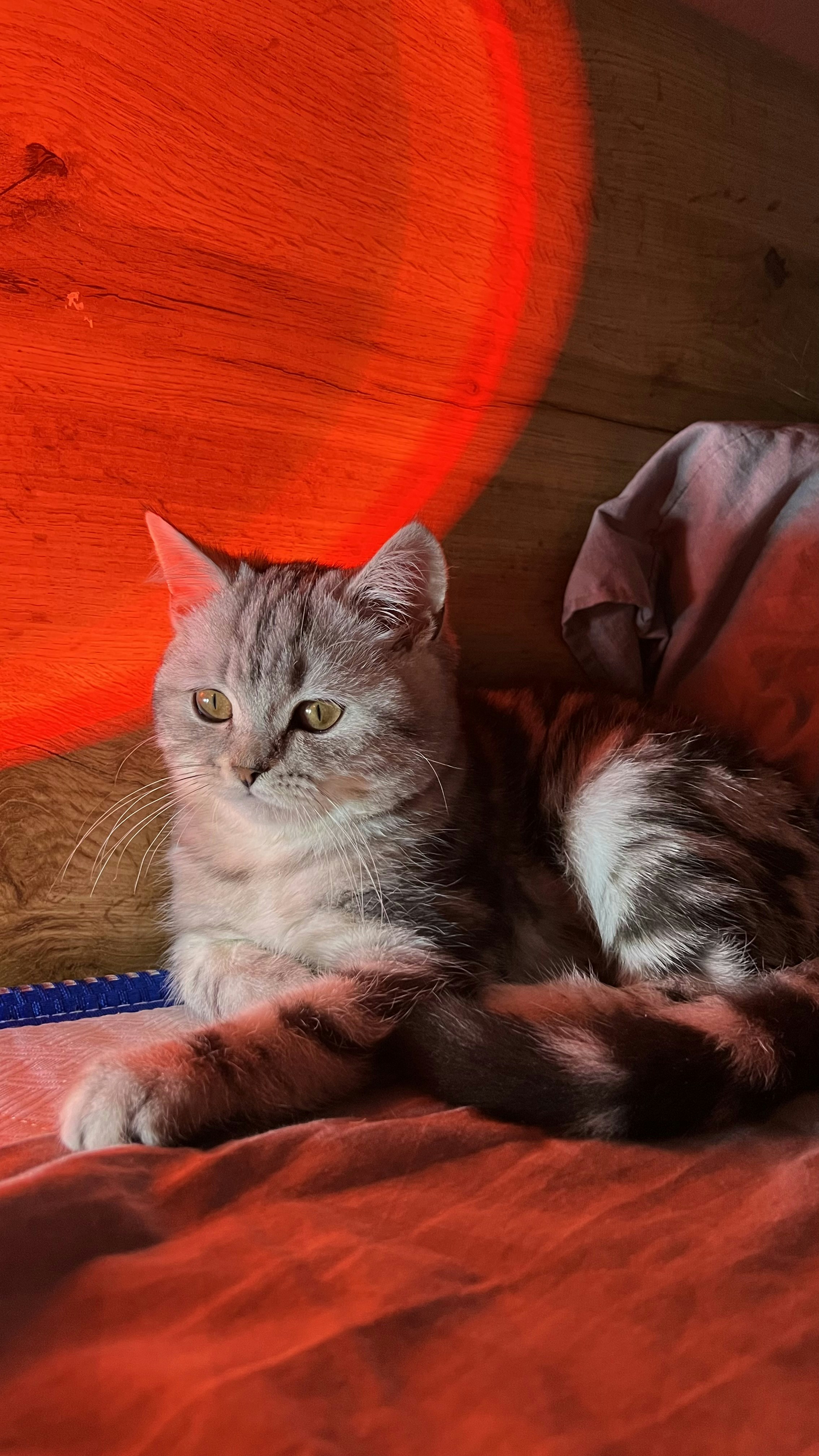 Soft Orange Glow: A Curious Cat Resting in a Warm Corner