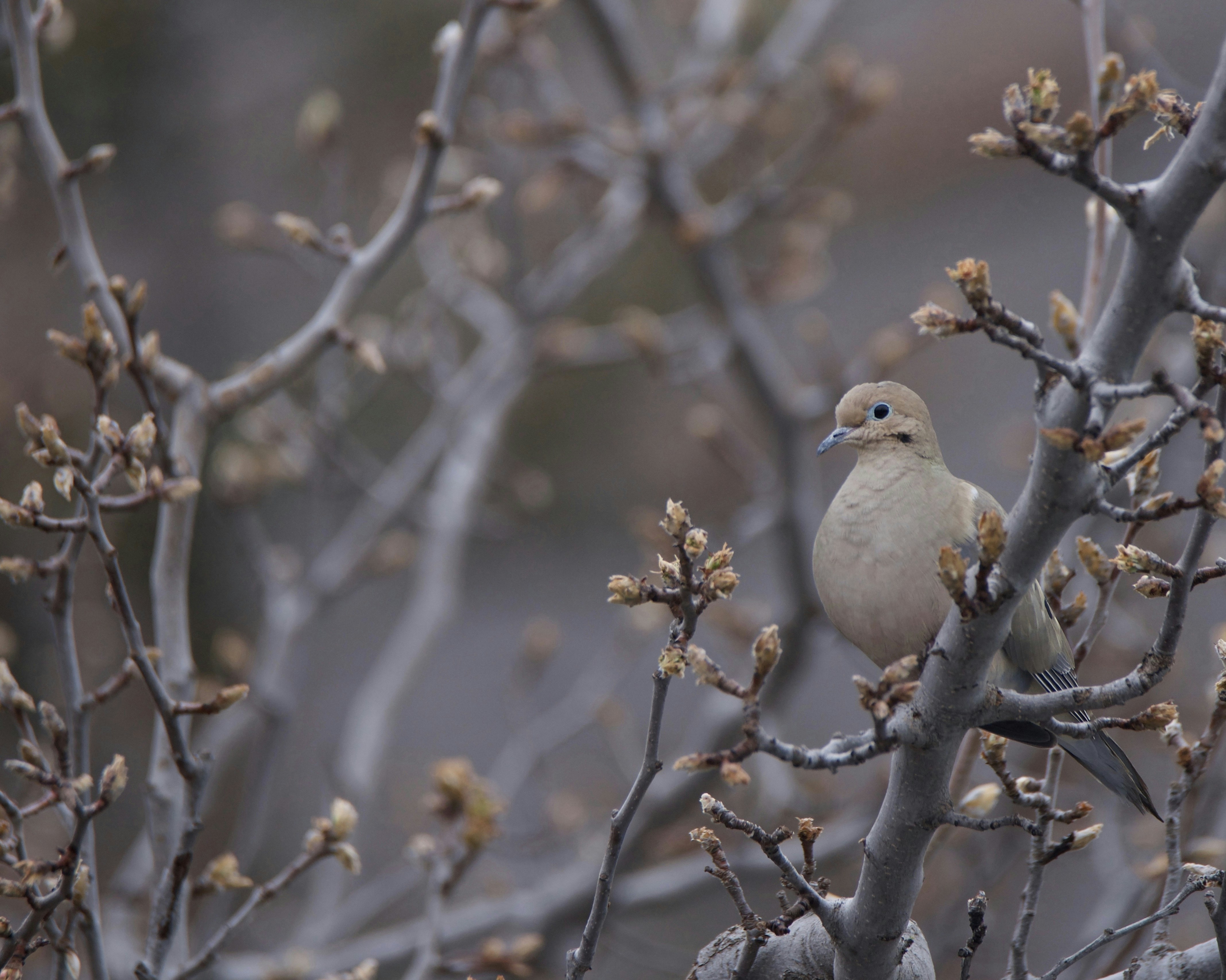 A gentle dove perched on a branch, surrounded by budding leaves in early spring.