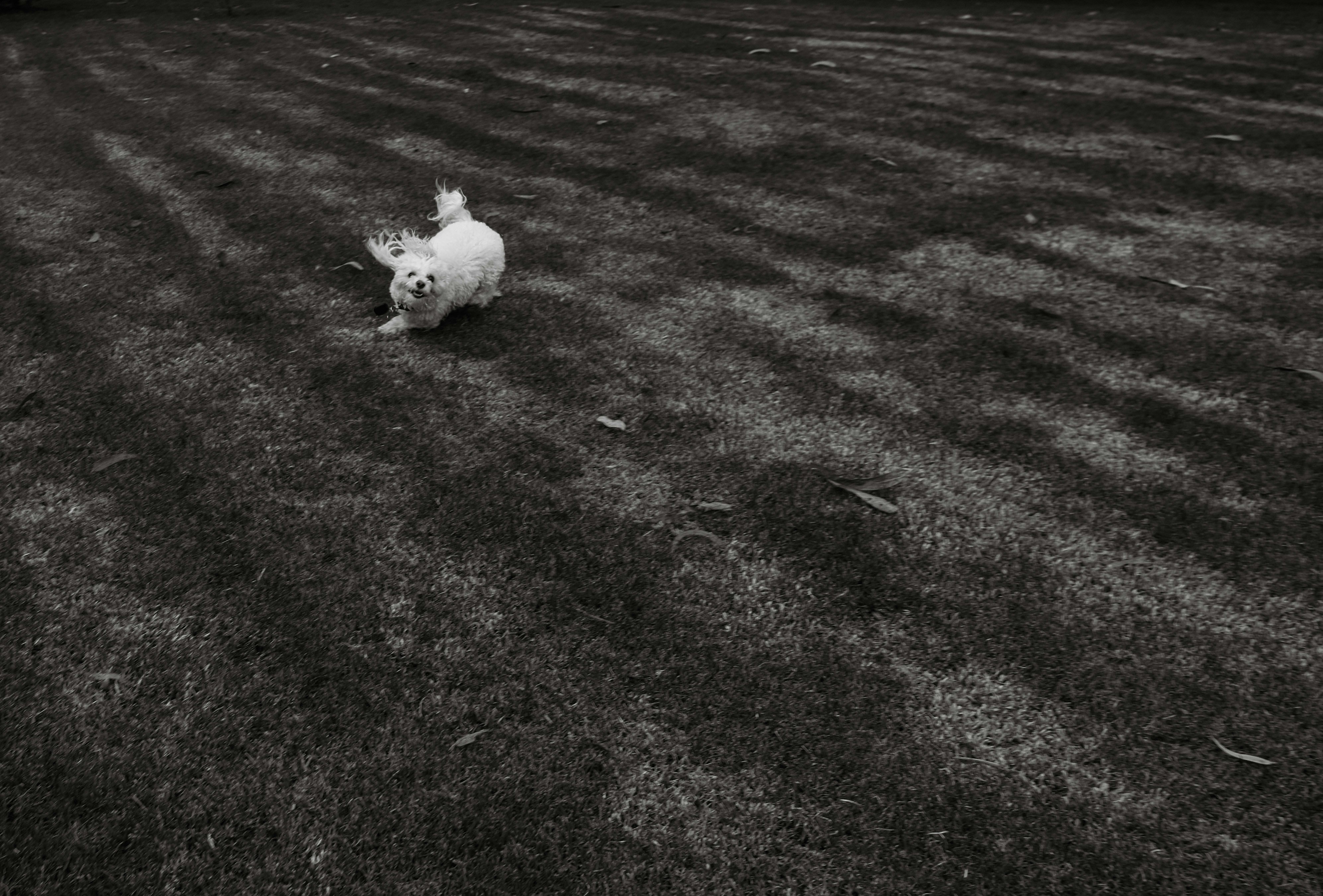 Stripes and Whiskers: A Tiny White Pooch Across a Mown Lawn