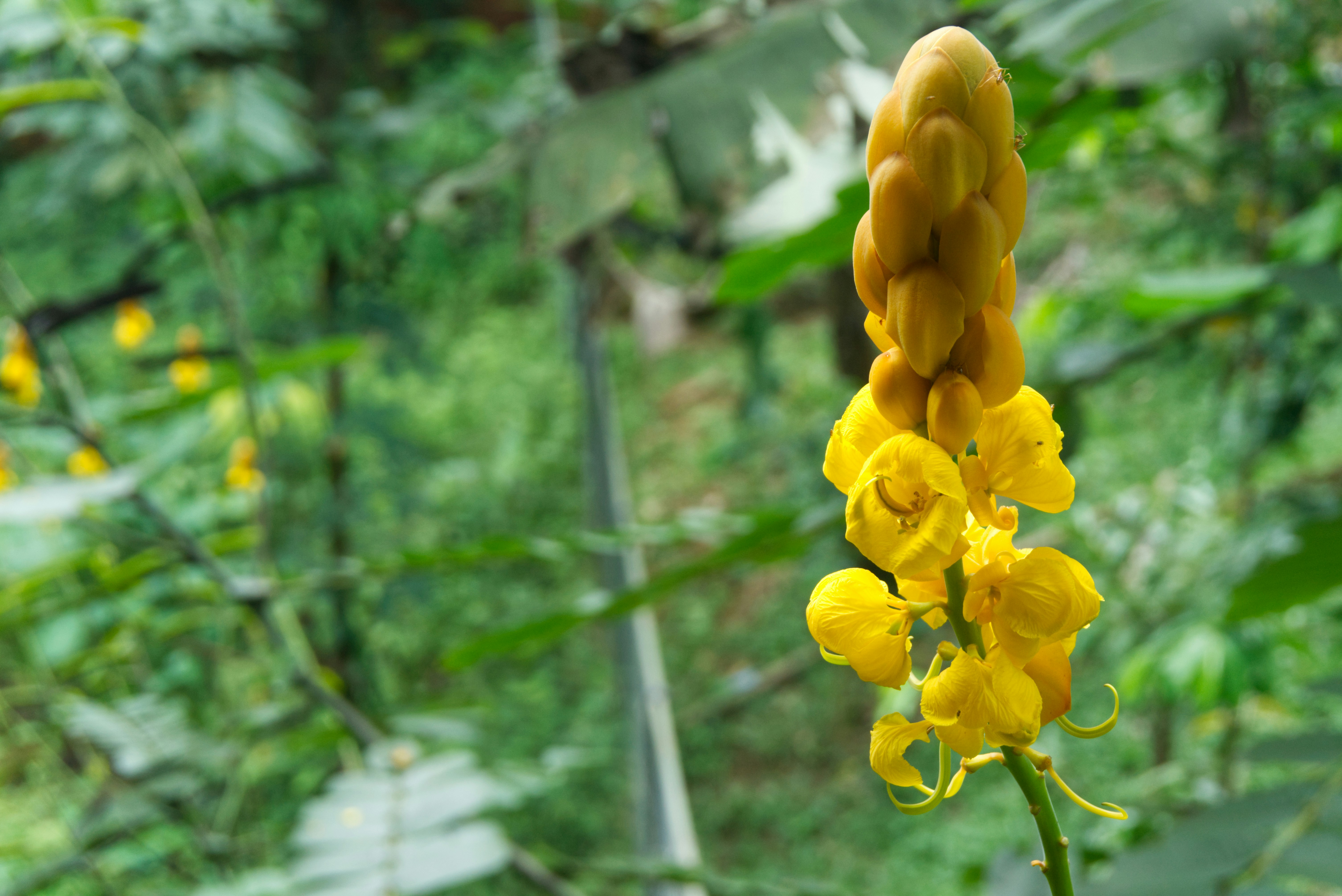 Nahaufnahme einer gelben Blume in einem Wald Foto – Kostenloses Bild ...