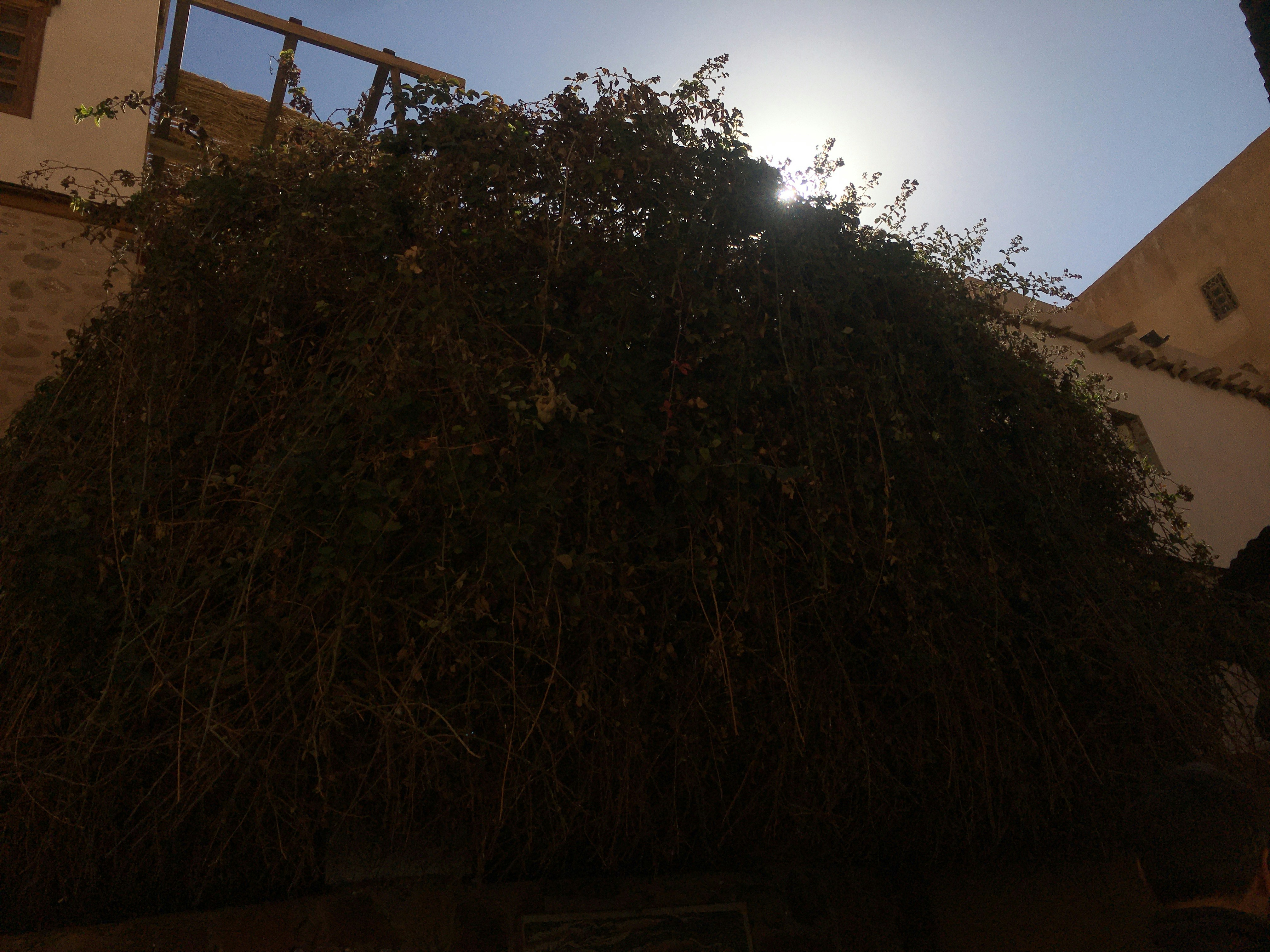 The sun shines brightly behind a bush in front of a building photo ...