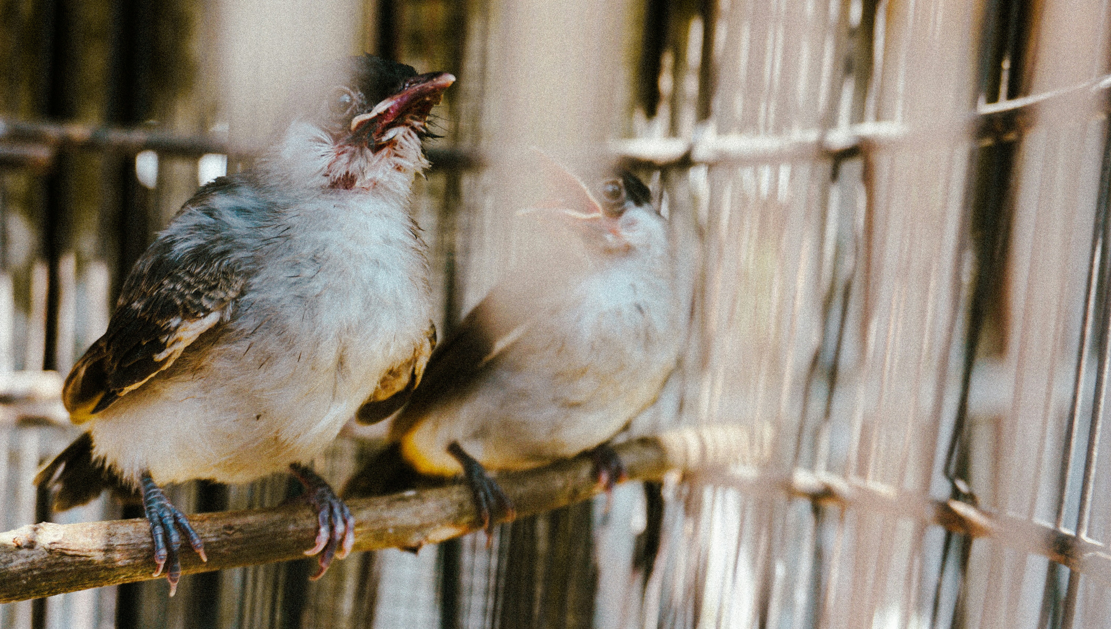 Duo on a Rustic Perch: A Chirp Between Bars