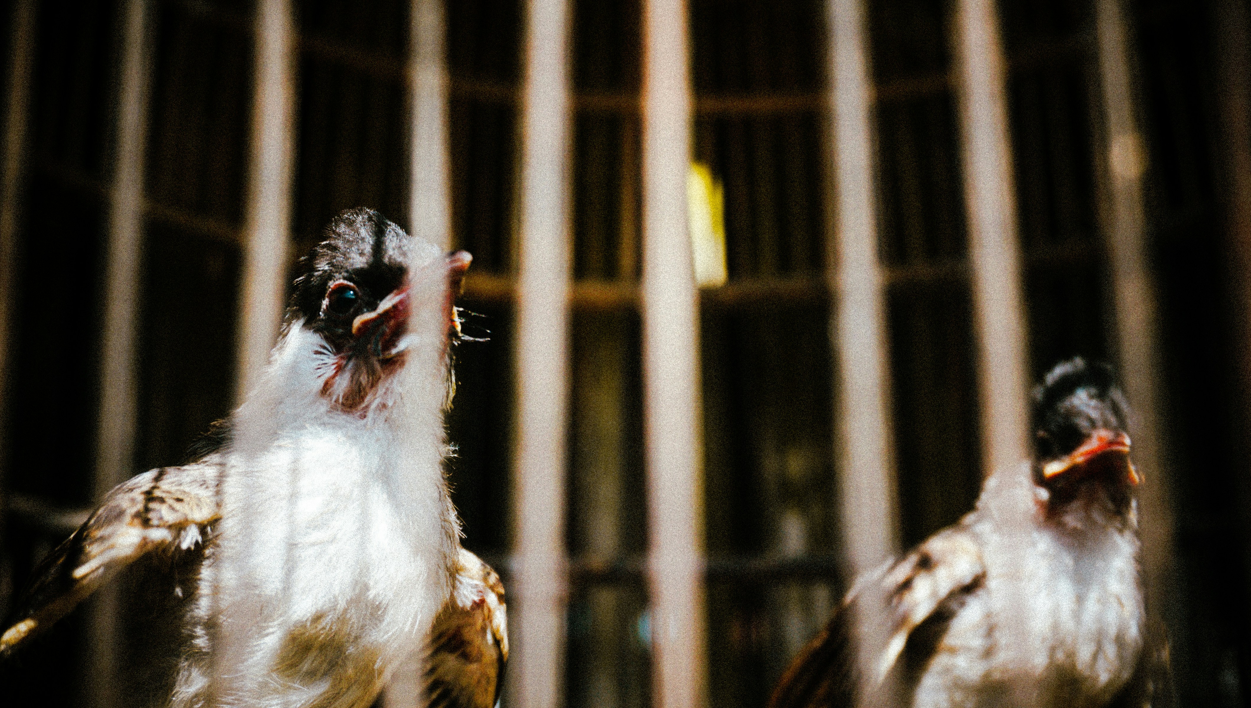 Glimpse Through Bars: Twin Finch Portraits in Morning Light