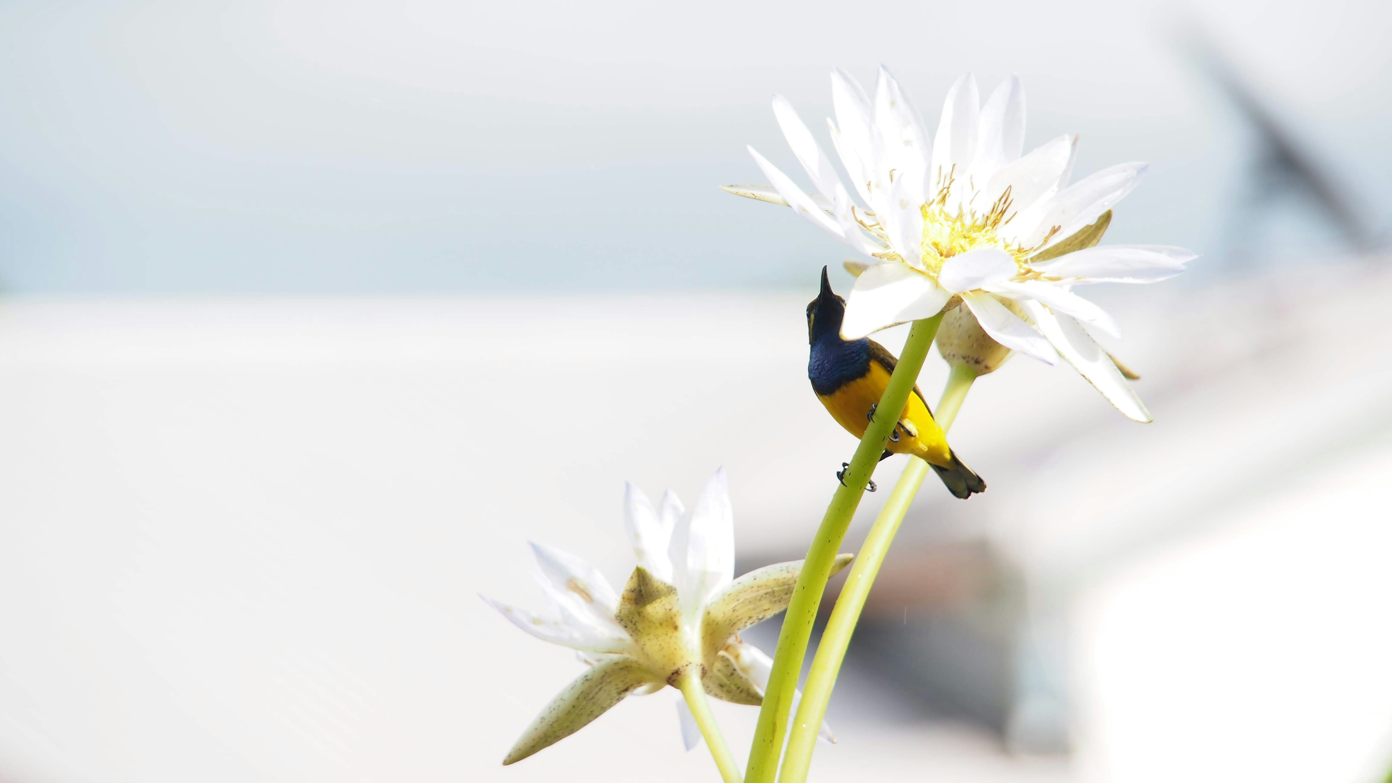 A colorful bird perched on a white lotus flower, surrounded by delicate petals and soft backgrounds, showcasing a serene moment in nature.